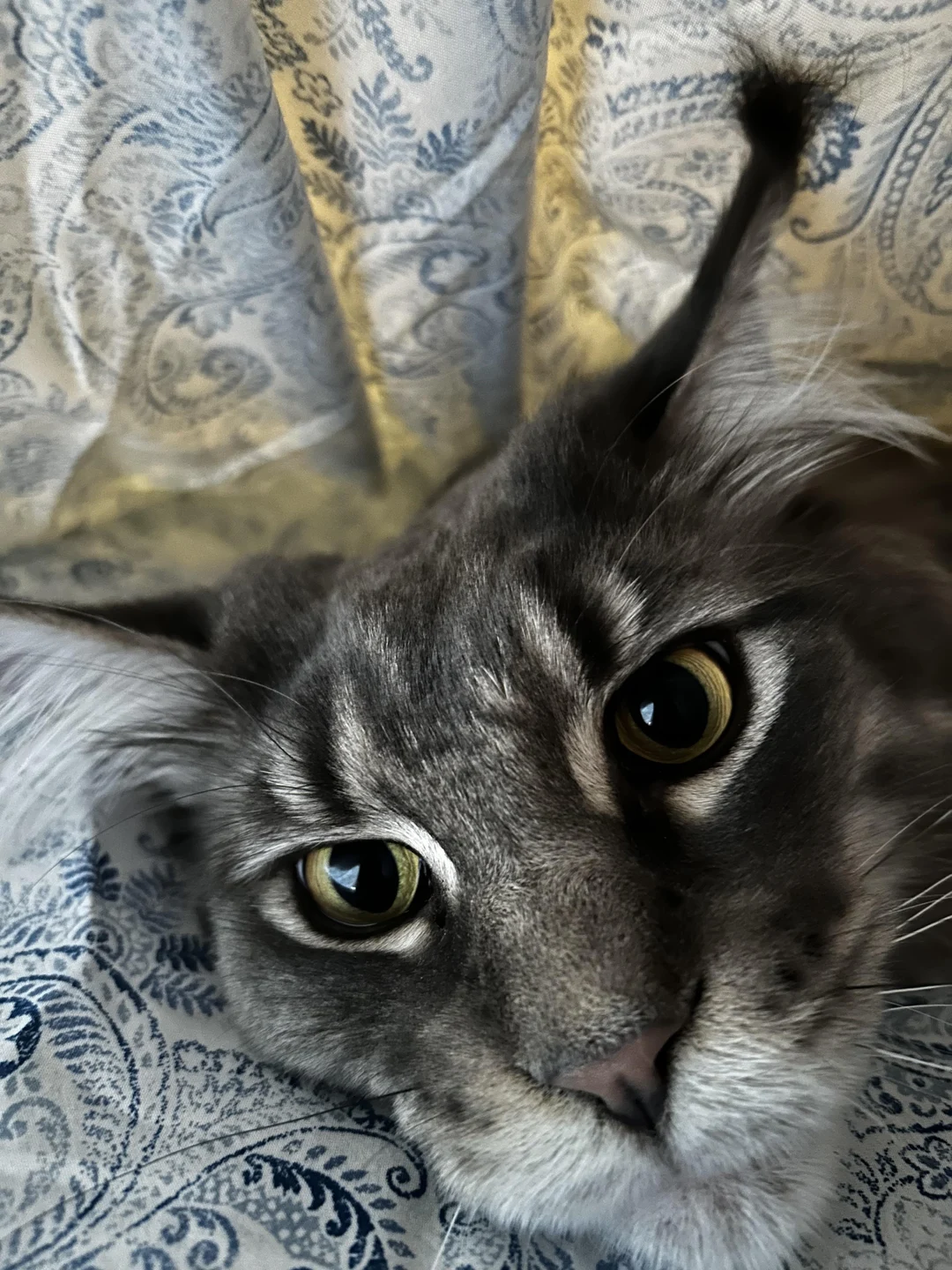 I hide in the covers… | Scrolller