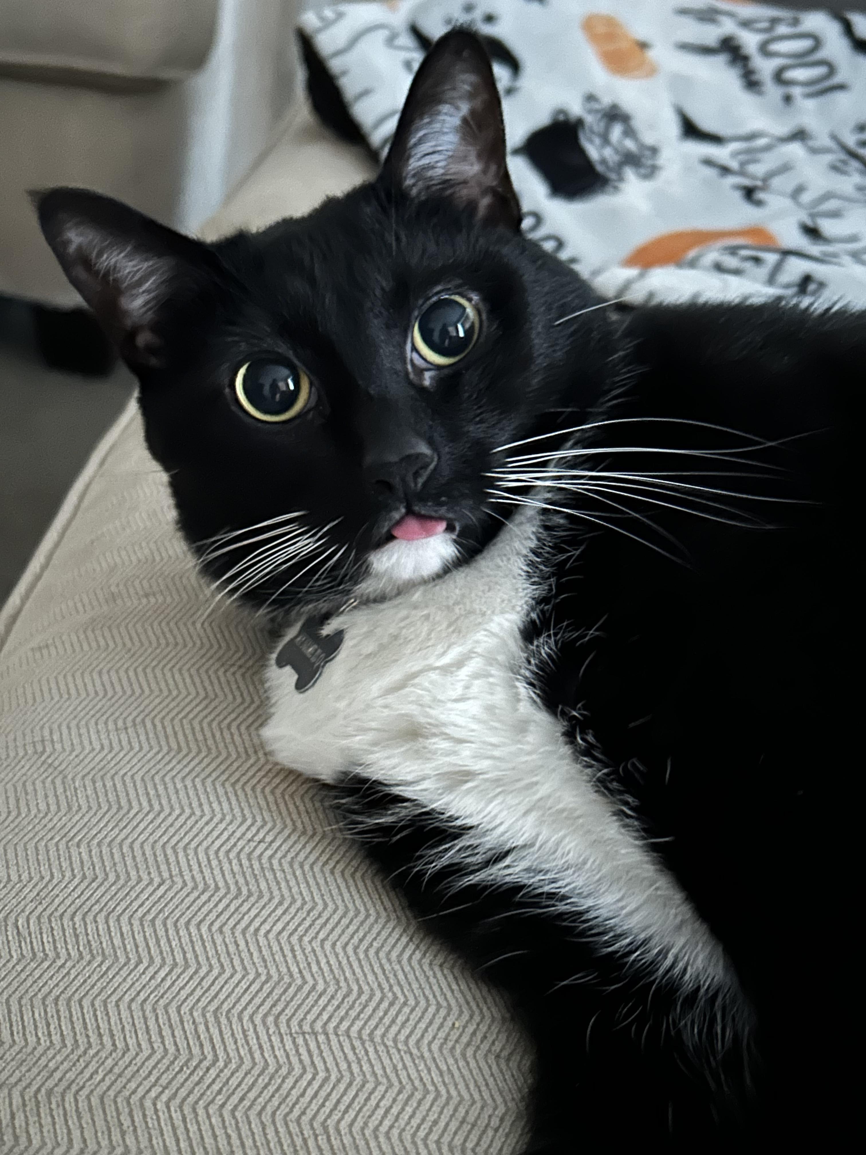 a QQ in her rare blep form | Scrolller