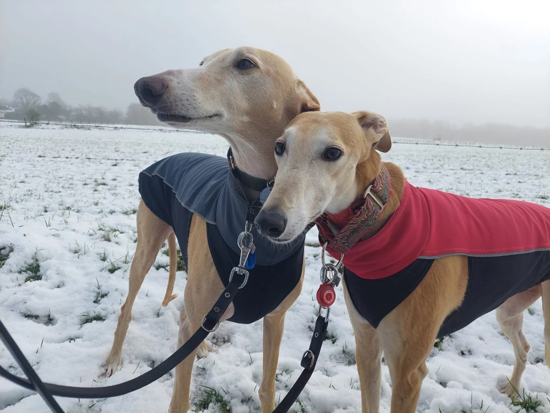 Giant & Lito in the snow | Scrolller