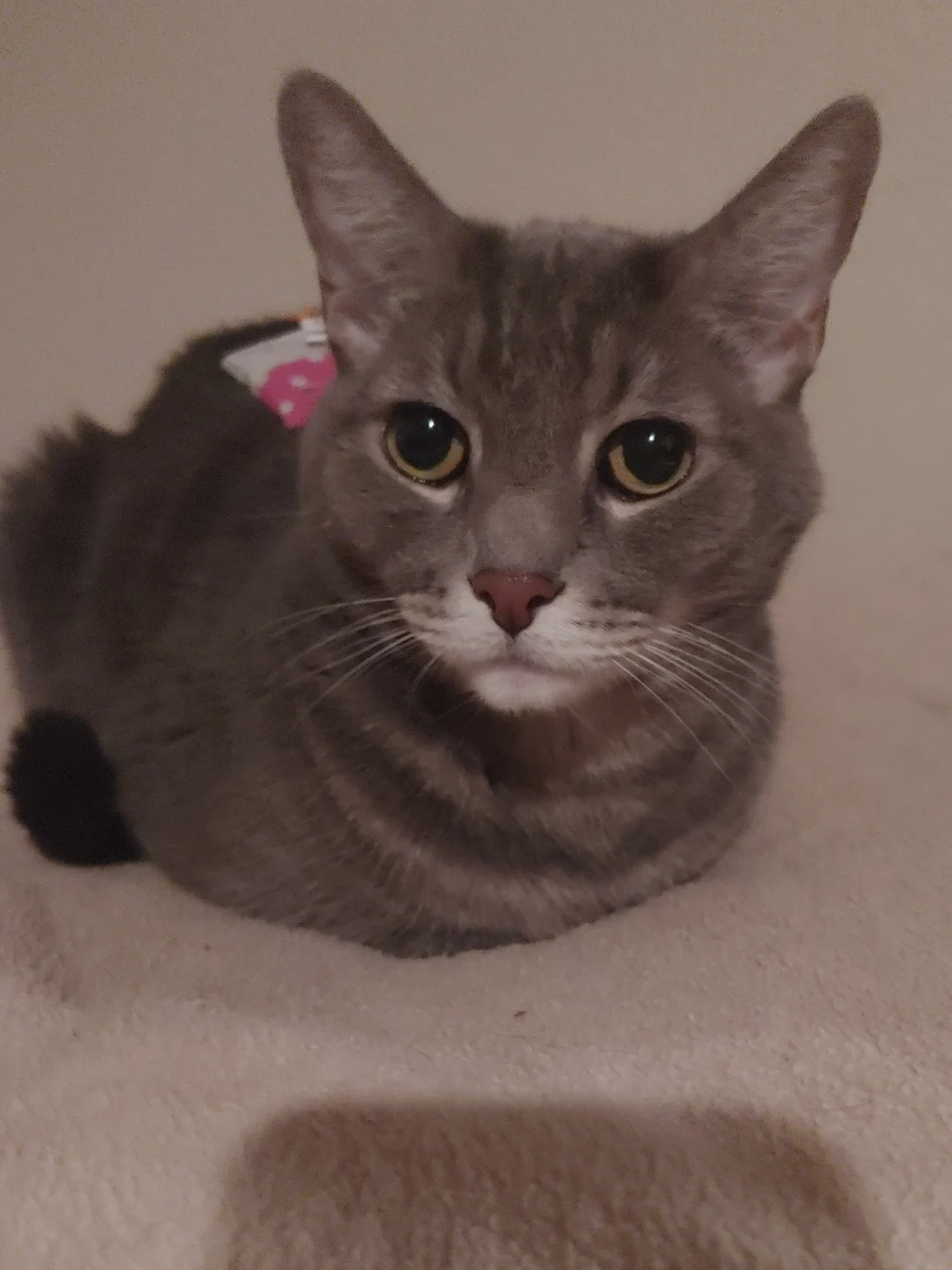 Loki the best loaf | Scrolller