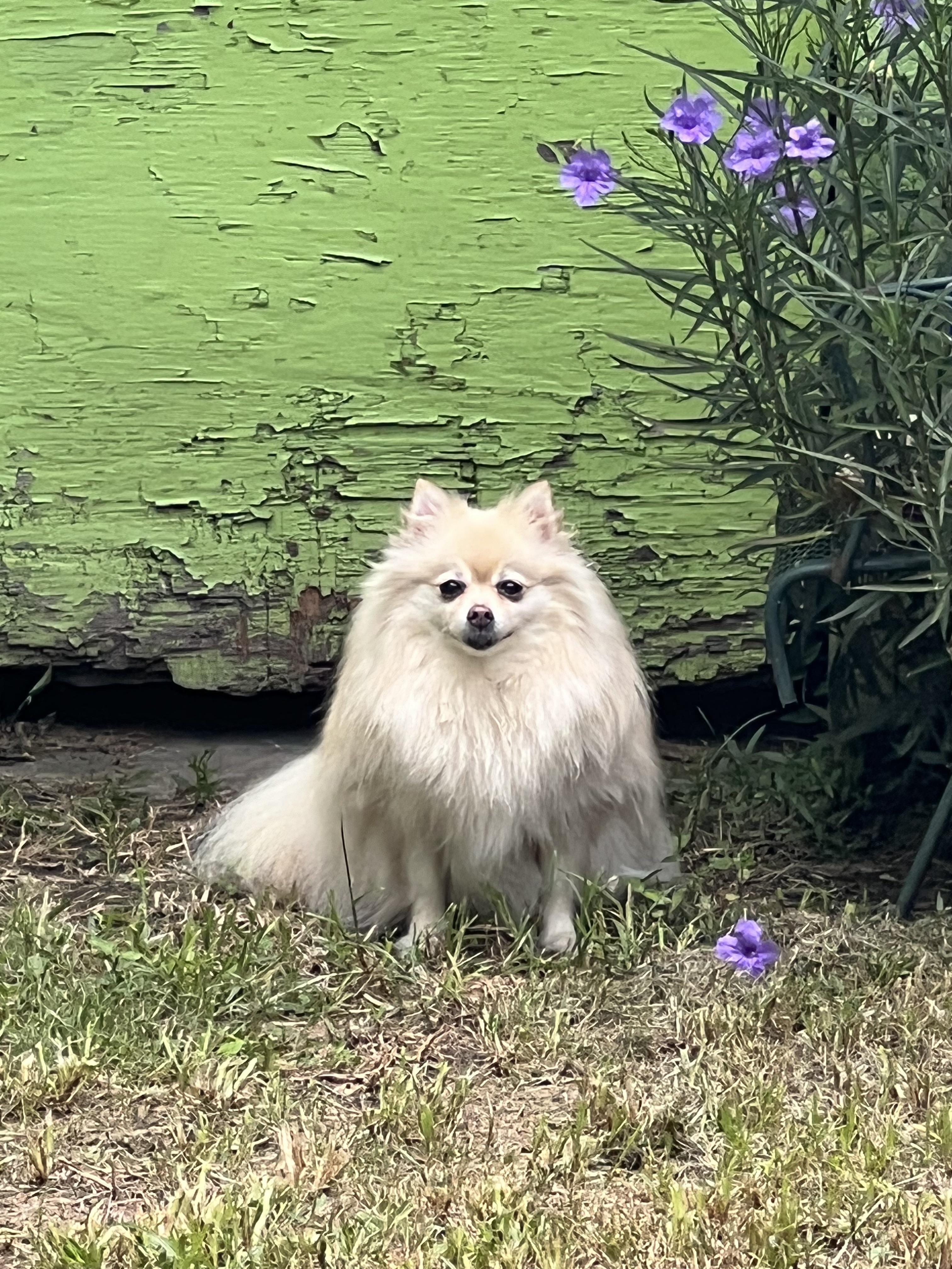 My floof nerd. | Scrolller