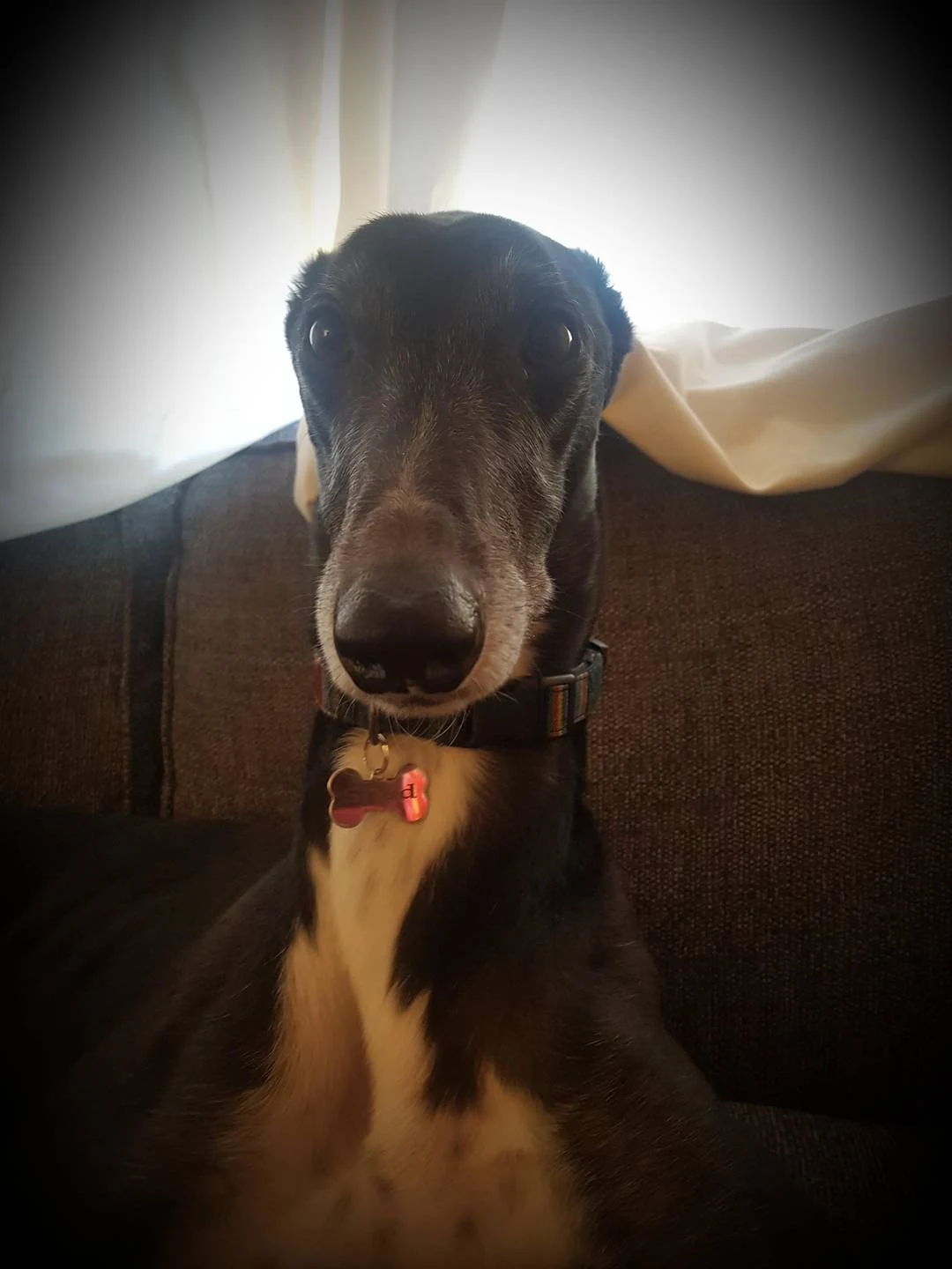Discover more like Greyhounds: Majestic Spud potato showing off his periscope neck and Related ...