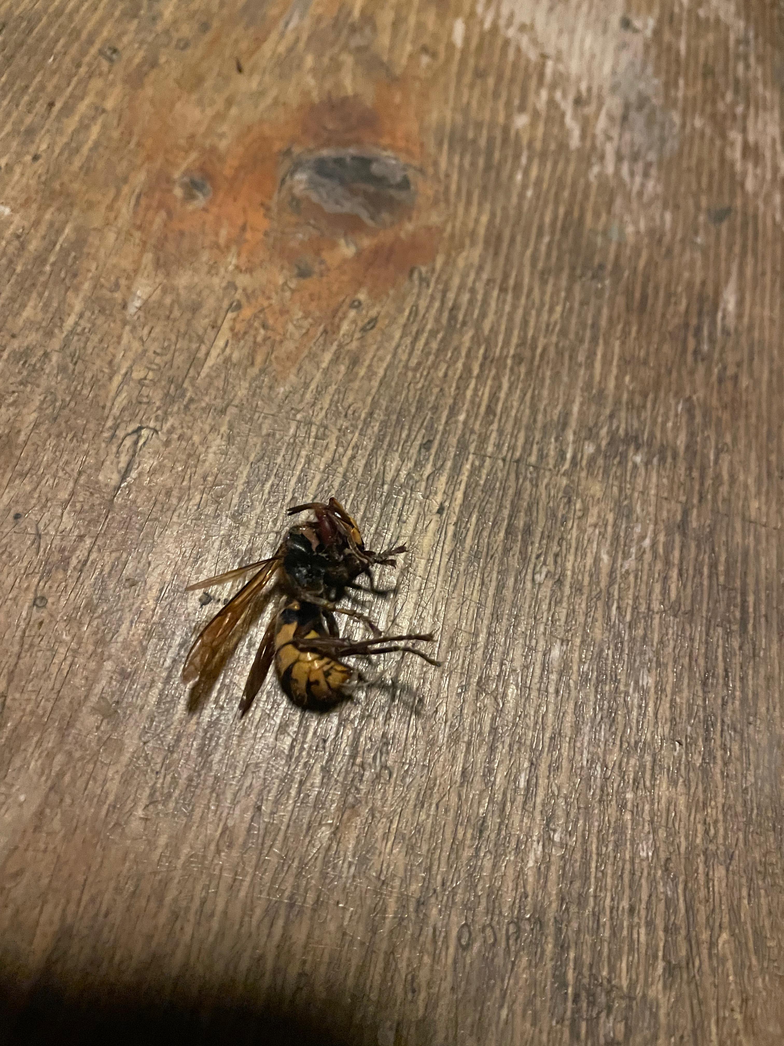 Hornet?? | Scrolller