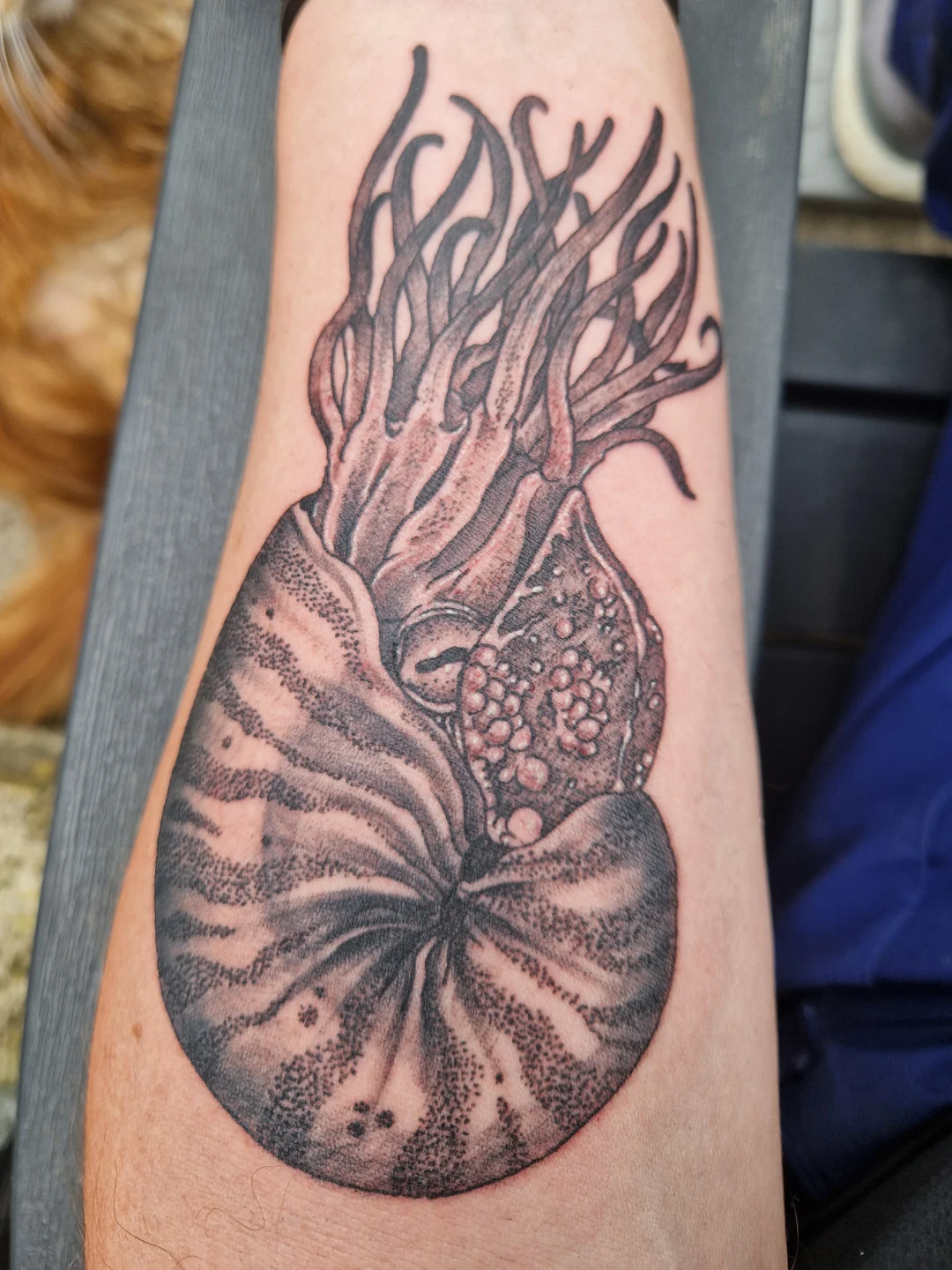 Chambered Nautilus by Holl Atherton at BlackWidowTattoos nr Manchester UK. | Scrolller