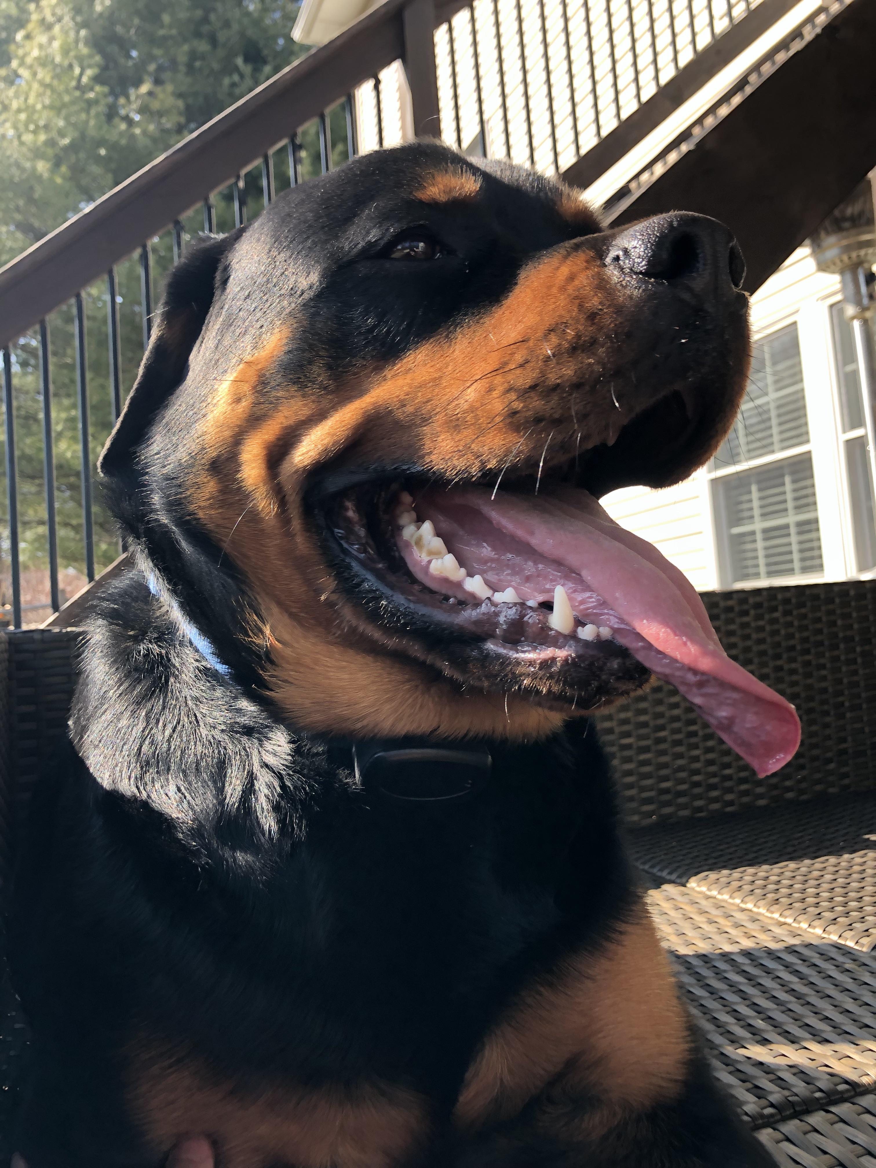 Was able to take a picture before he moved. So handsome | Scrolller