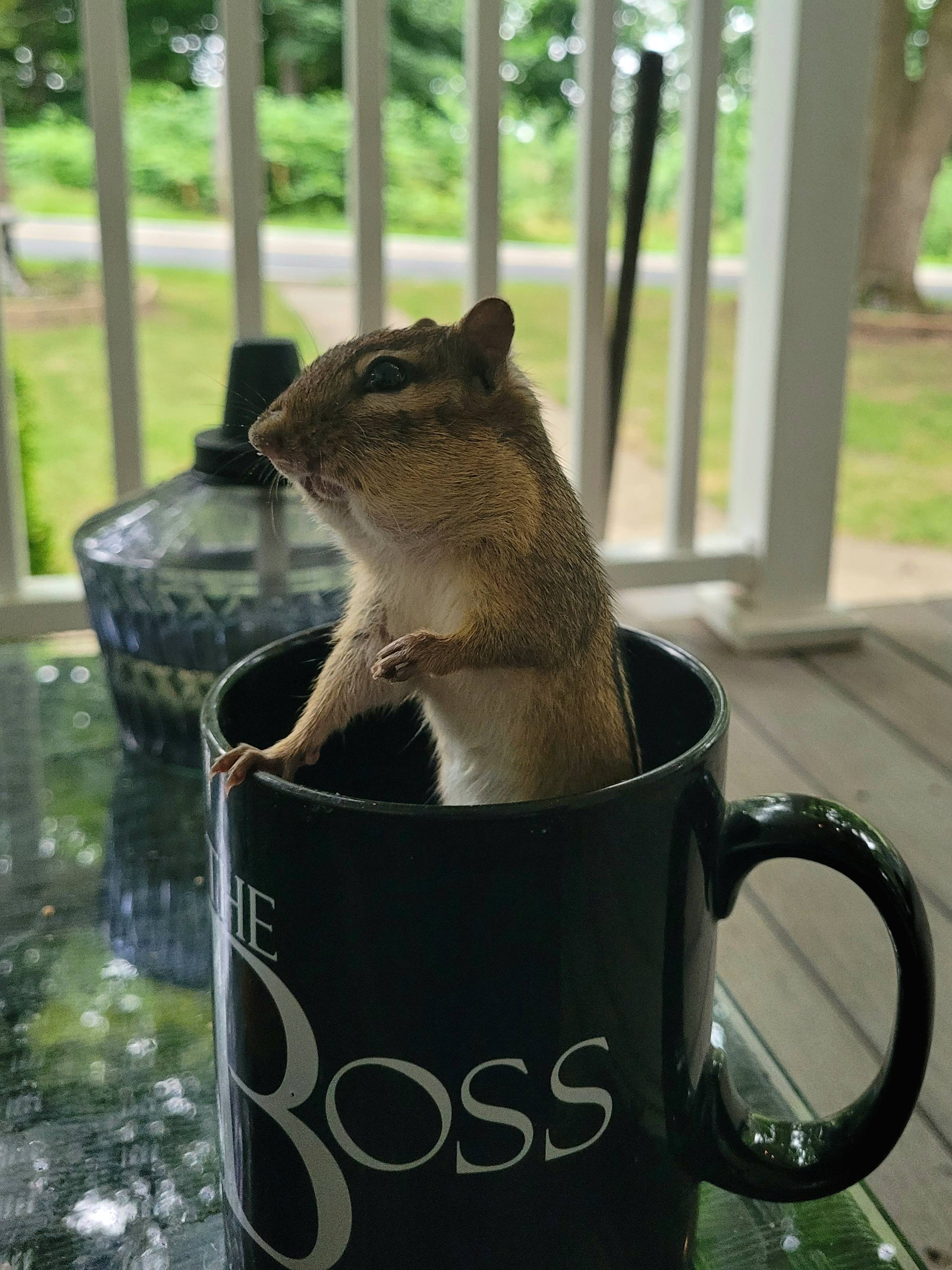 [OC] the boss | Scrolller