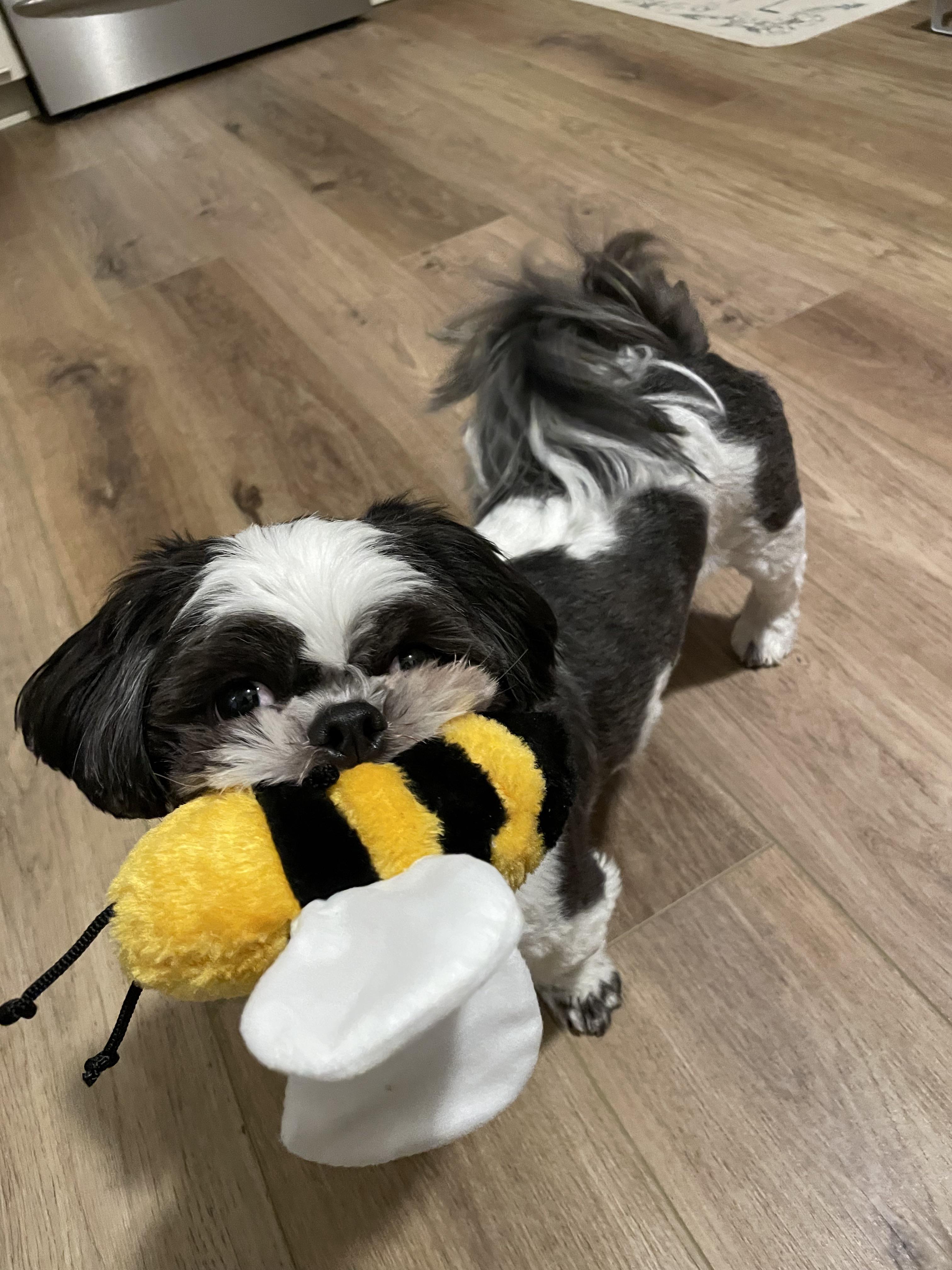 Loves his bumble bee | Scrolller