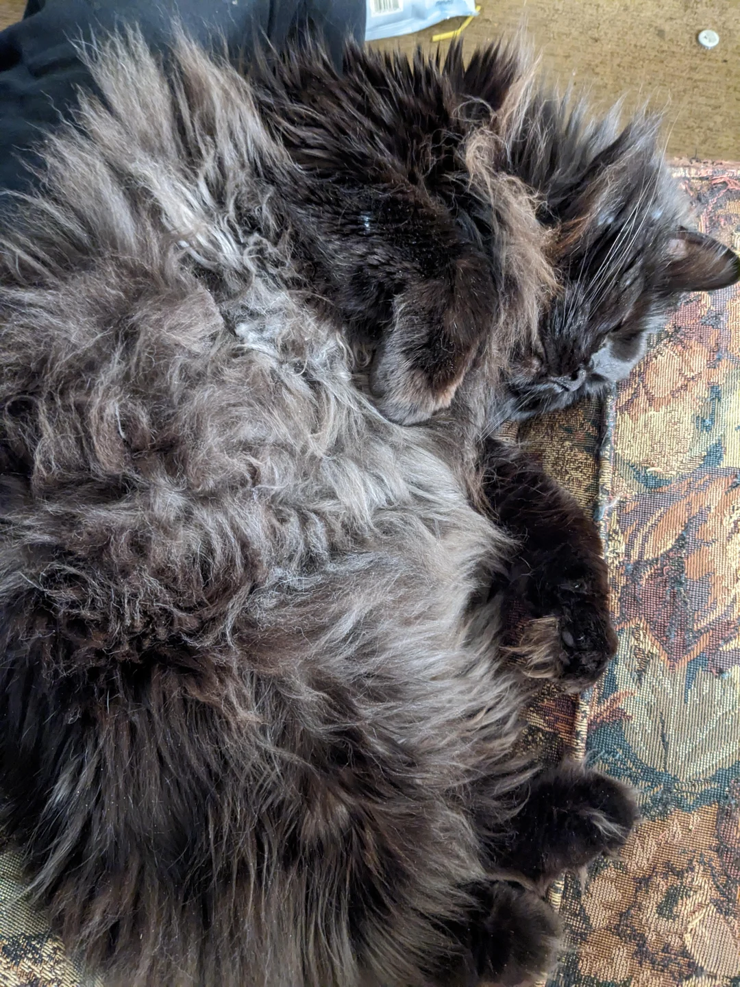 Get lost in the floof | Scrolller