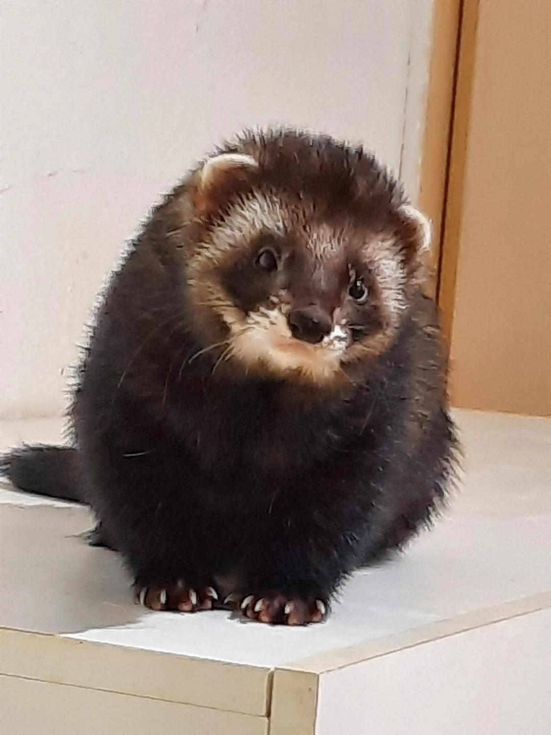 polite little chonk | Scrolller