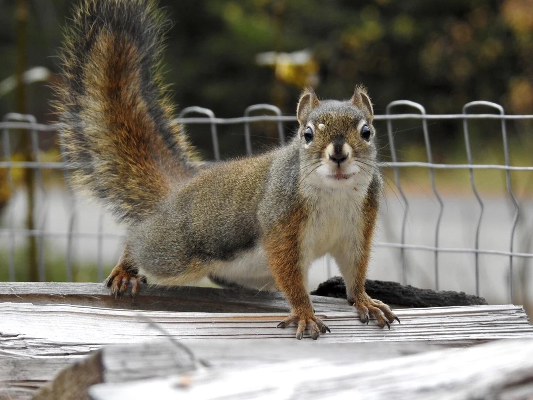 My beautiful little pal ️ Has a tick 😒 | Scrolller