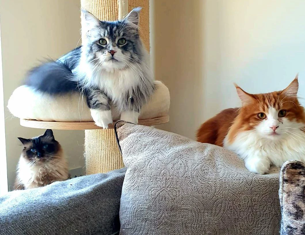 2 Mainecoons 1 Ragdoll. A whole lot of lovin! | Scrolller