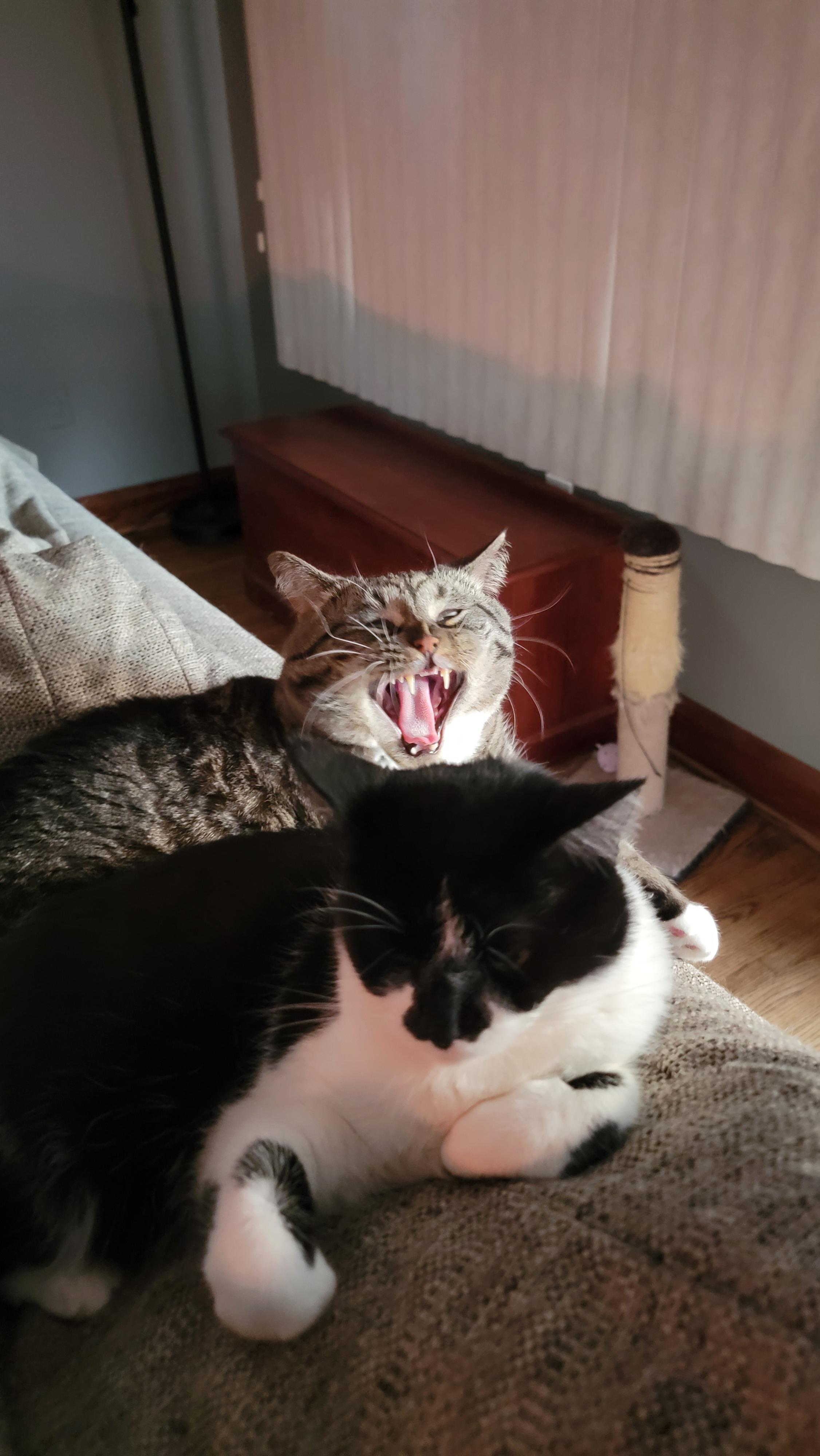 GET OUTTA MAH SPOT!!!! | Scrolller