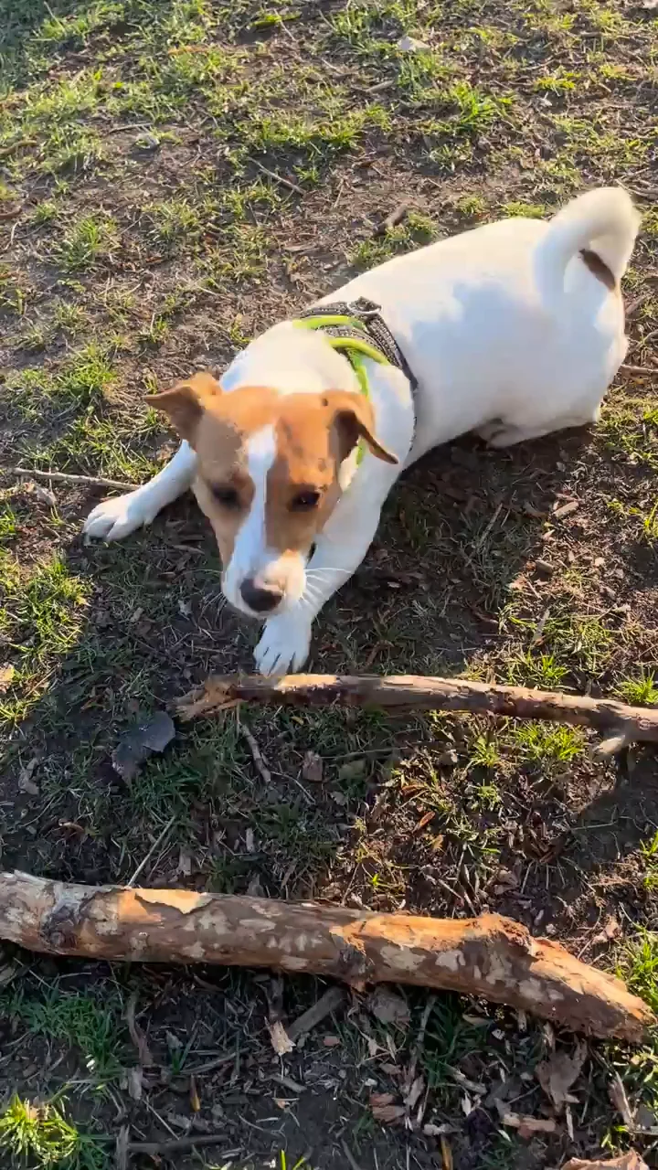 Restless girl | Scrolller