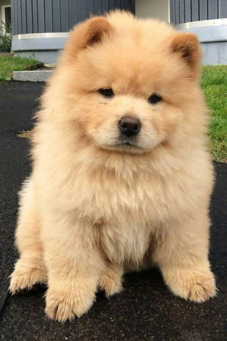 This Cute Chow Chow 🐶 | Scrolller