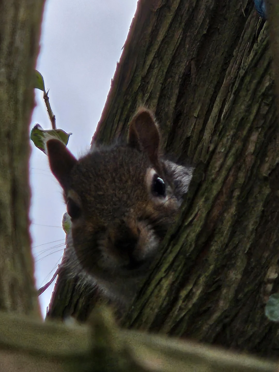Nosey Neighbour | Scrolller