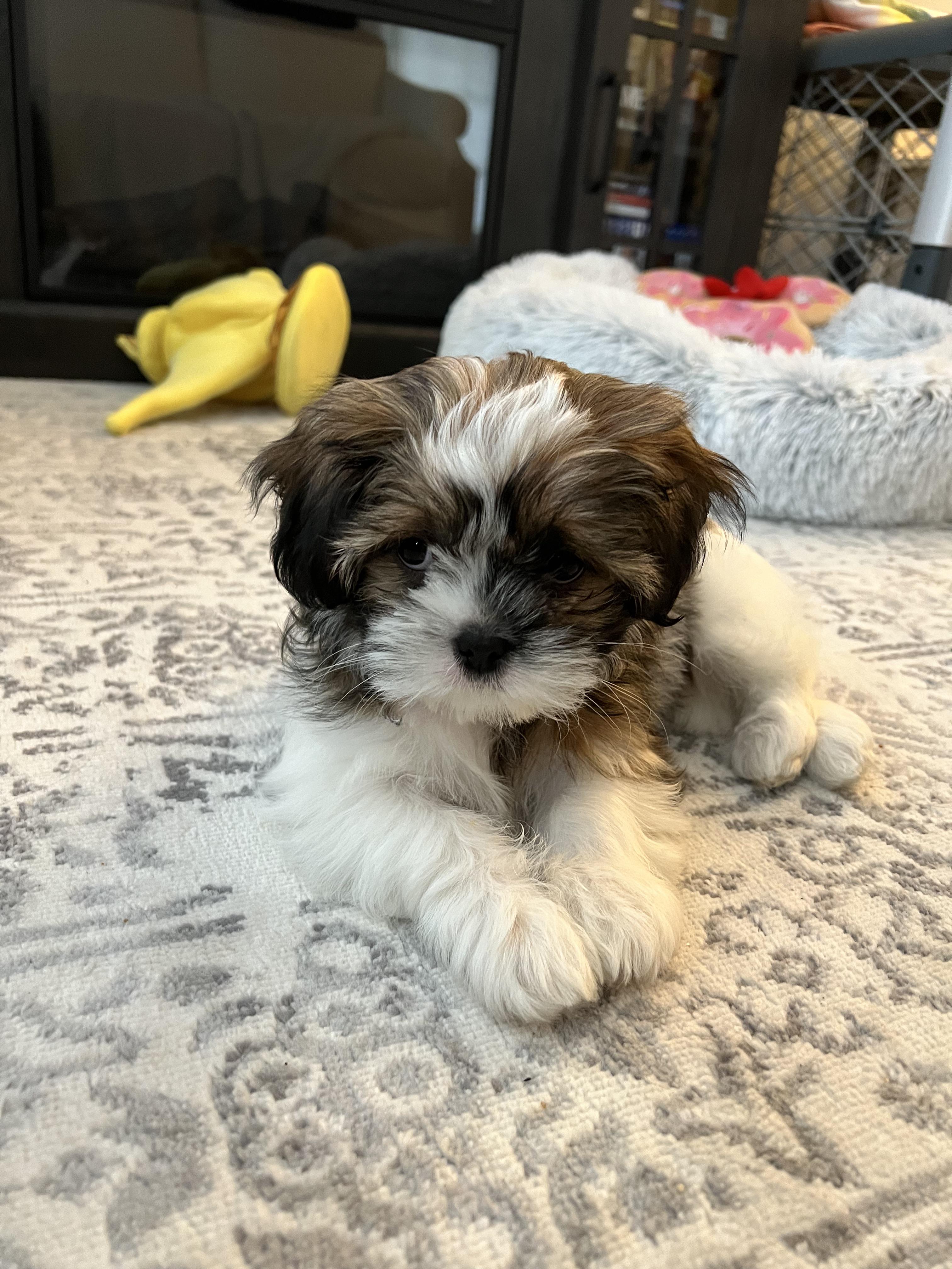 Our Pixie Girl Scrolller
