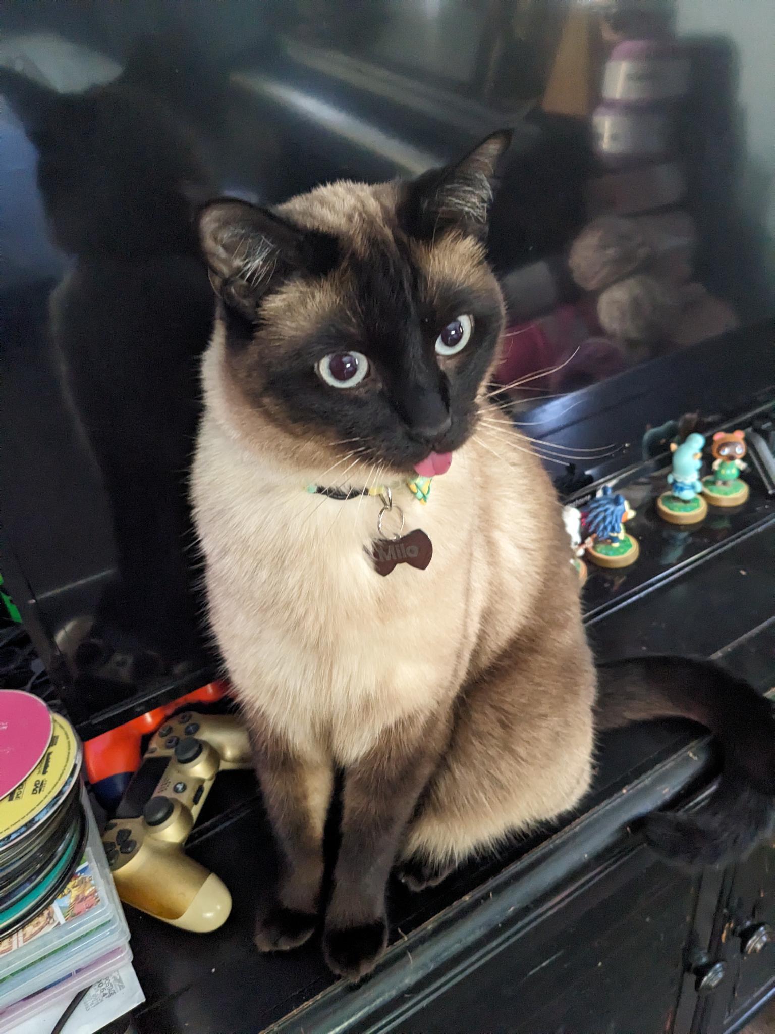 Milo Blep | Scrolller