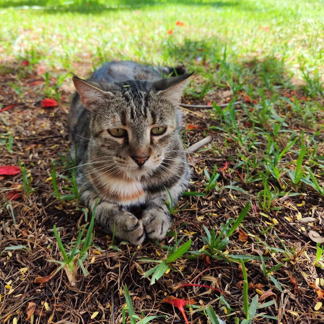 Creo que mi gato necesita terapia | Scrolller