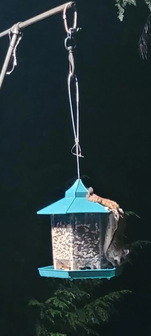 Flying squirrel on the bird feeder | Scrolller