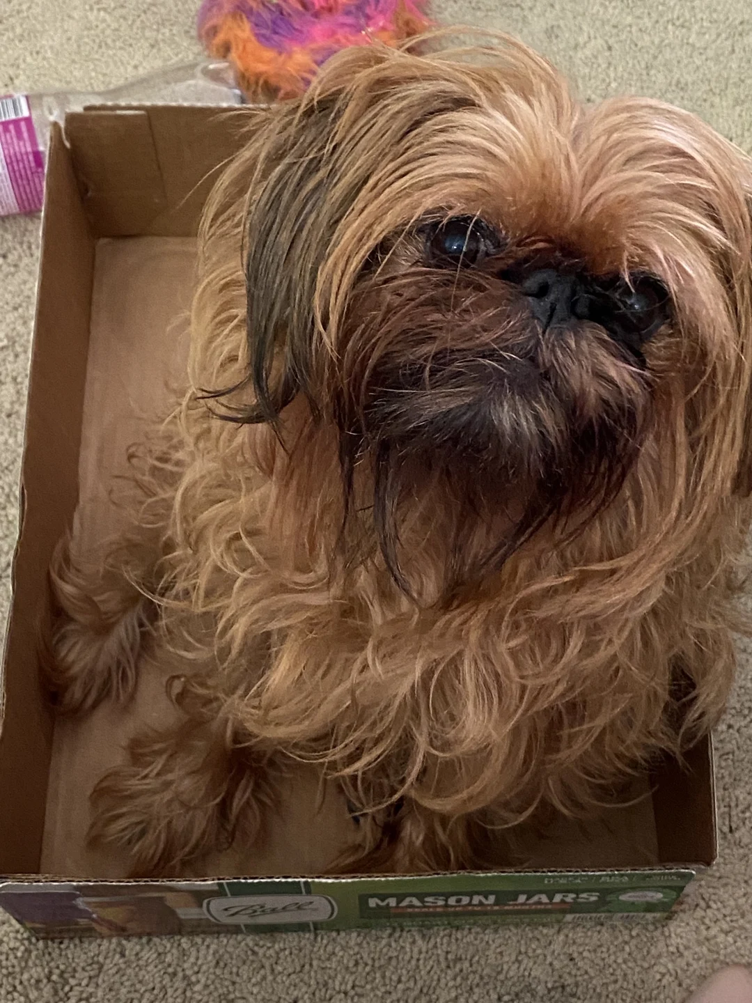 My dog thinks she is a cat. Every time there’s a short box like this, she will voluntarily sit ...