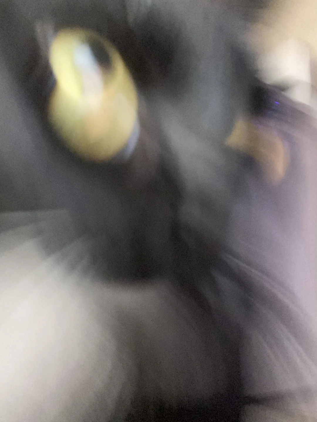 Blurry picture of a cat | Scrolller