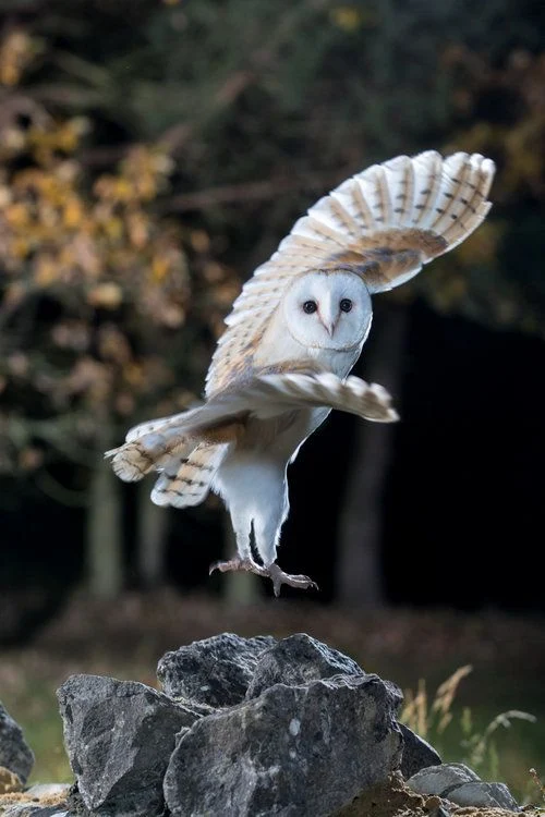 Beautiful Owl. | Scrolller