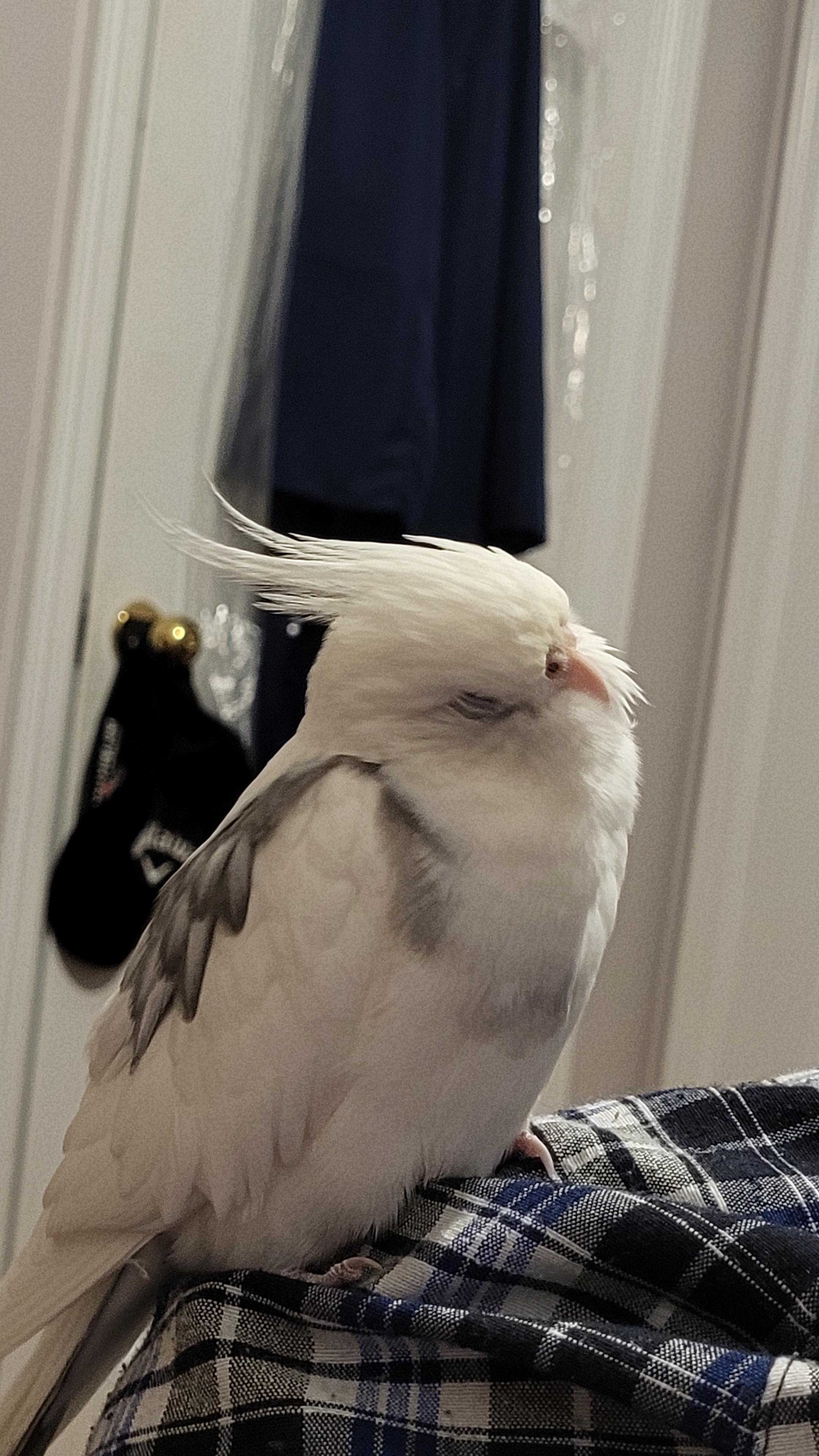 Loki is a sleepy bird | Scrolller