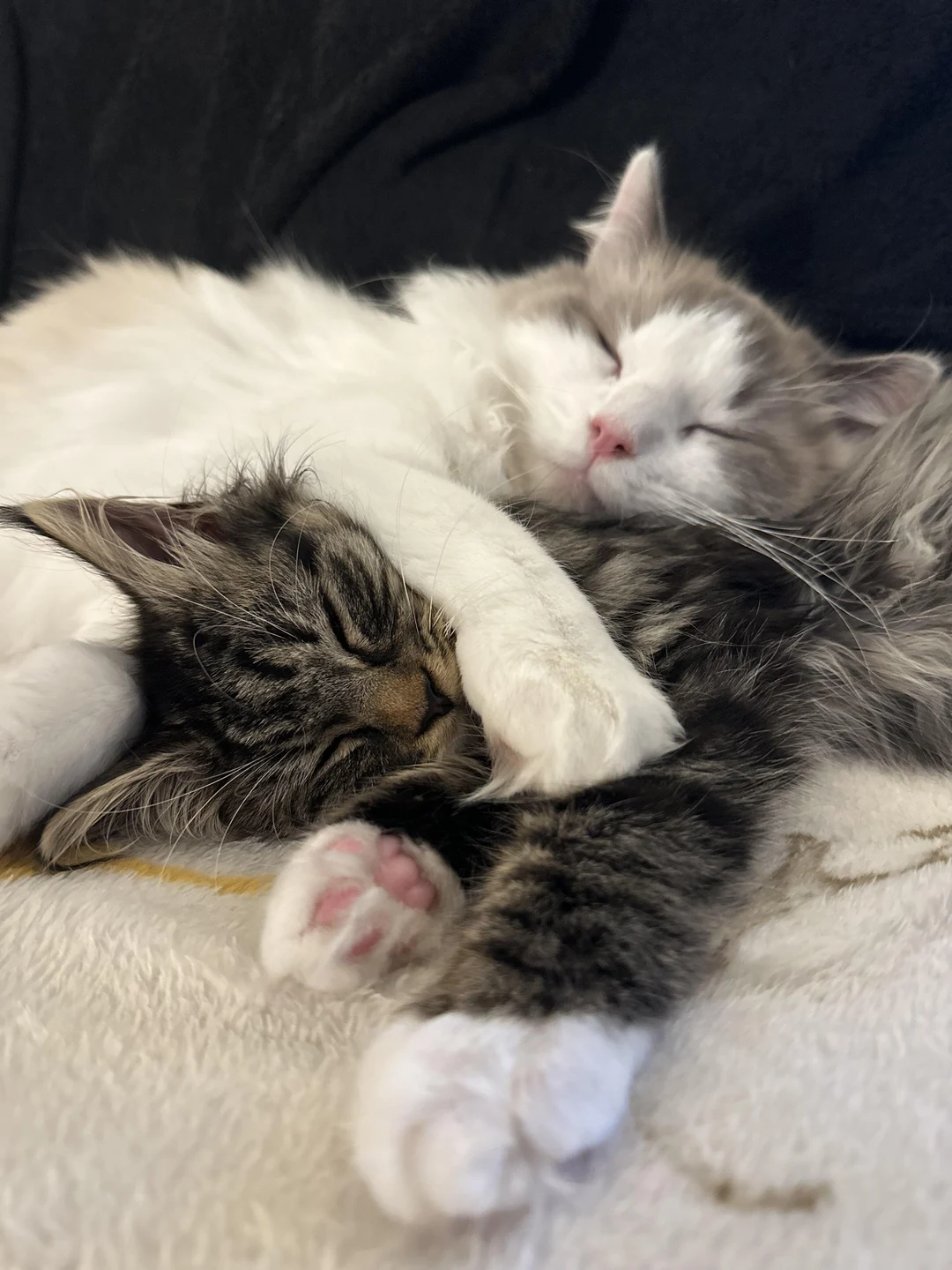 My 10 month old Ragdoll cuddling his 4 month old Maine Coon cross sister ️ | Scrolller