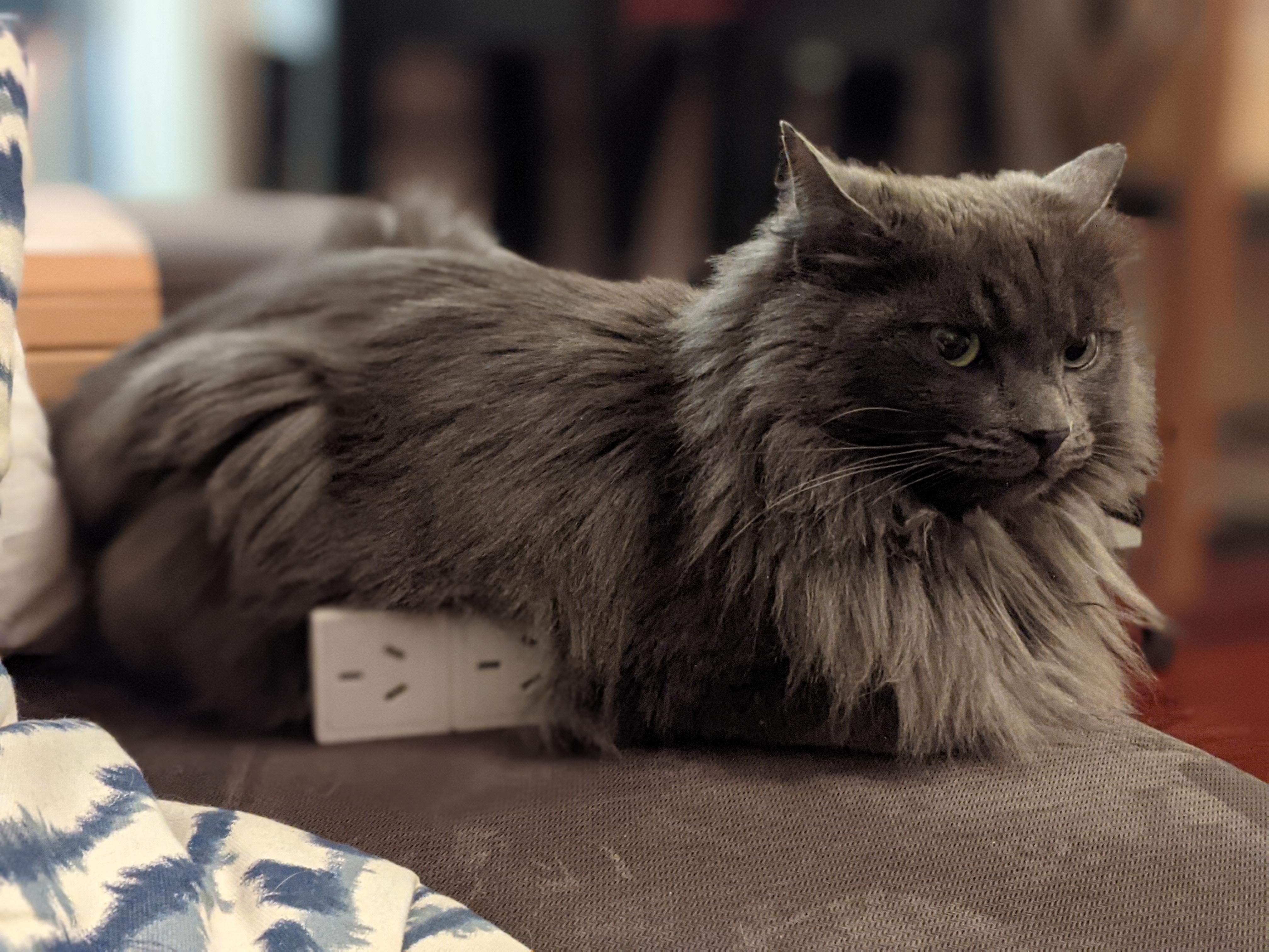 Feline powered | Scrolller