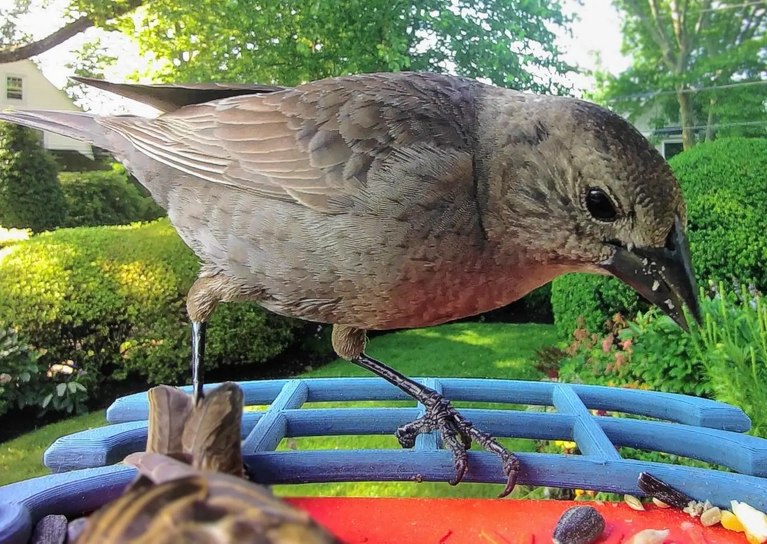 Female Brown-Headed Cowbird (Philly Suburbs) | Scrolller