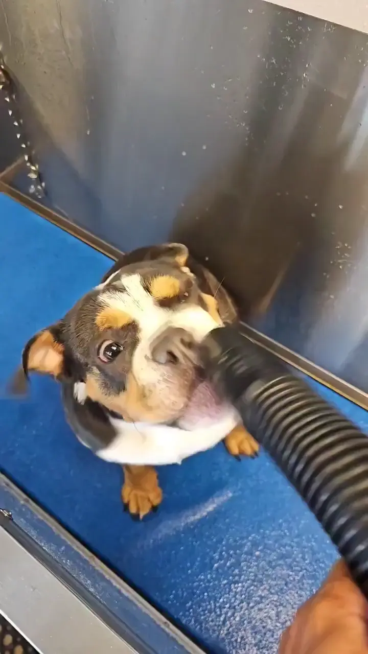 Ferocious Loaf | Scrolller