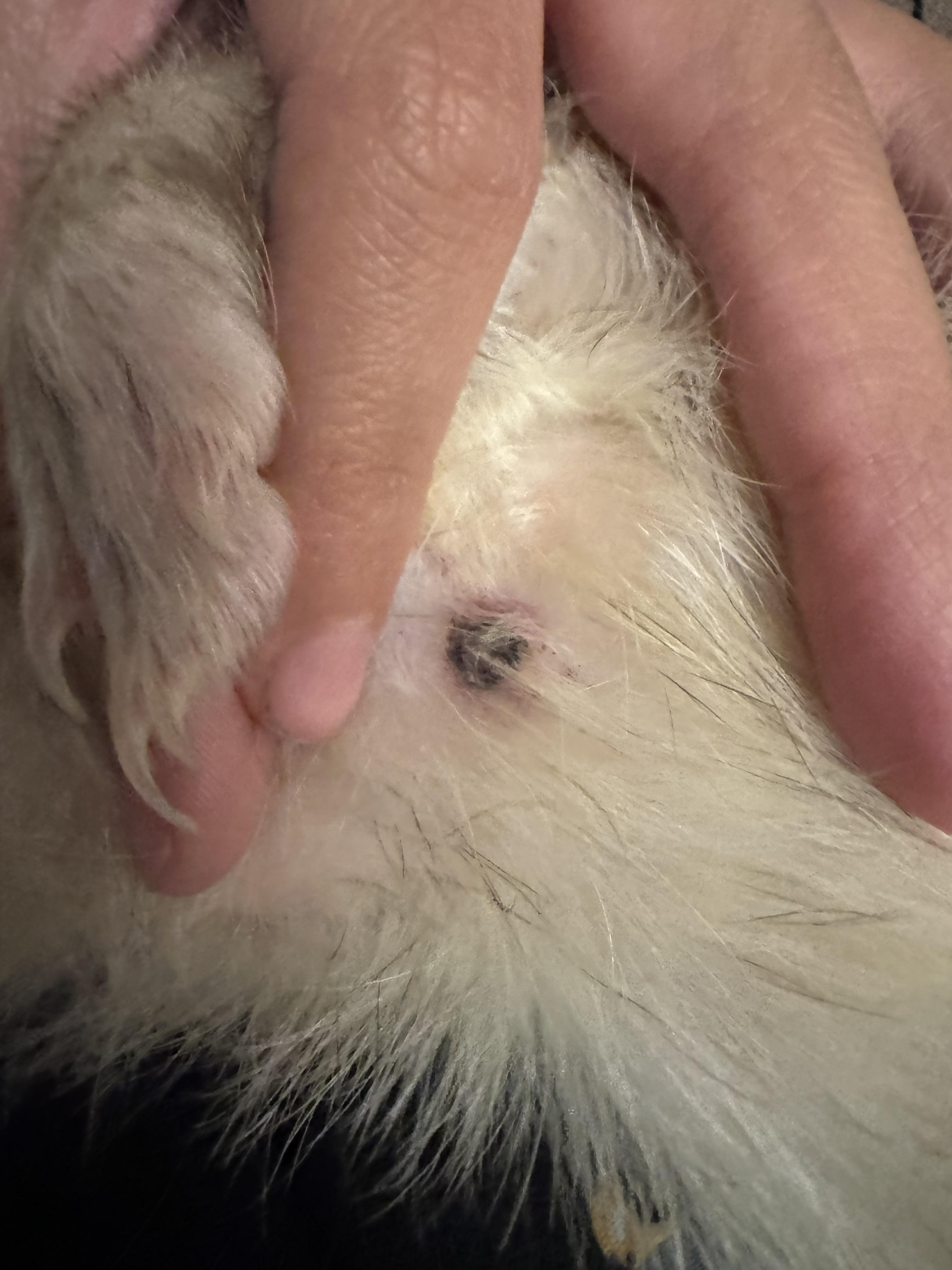 ferret help | Scrolller