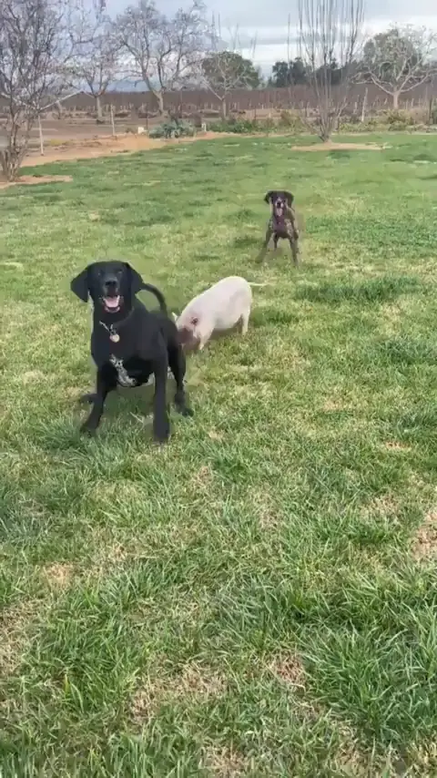 Discover more like Unlikelyfriends: Fetch the ball and Related Content ...