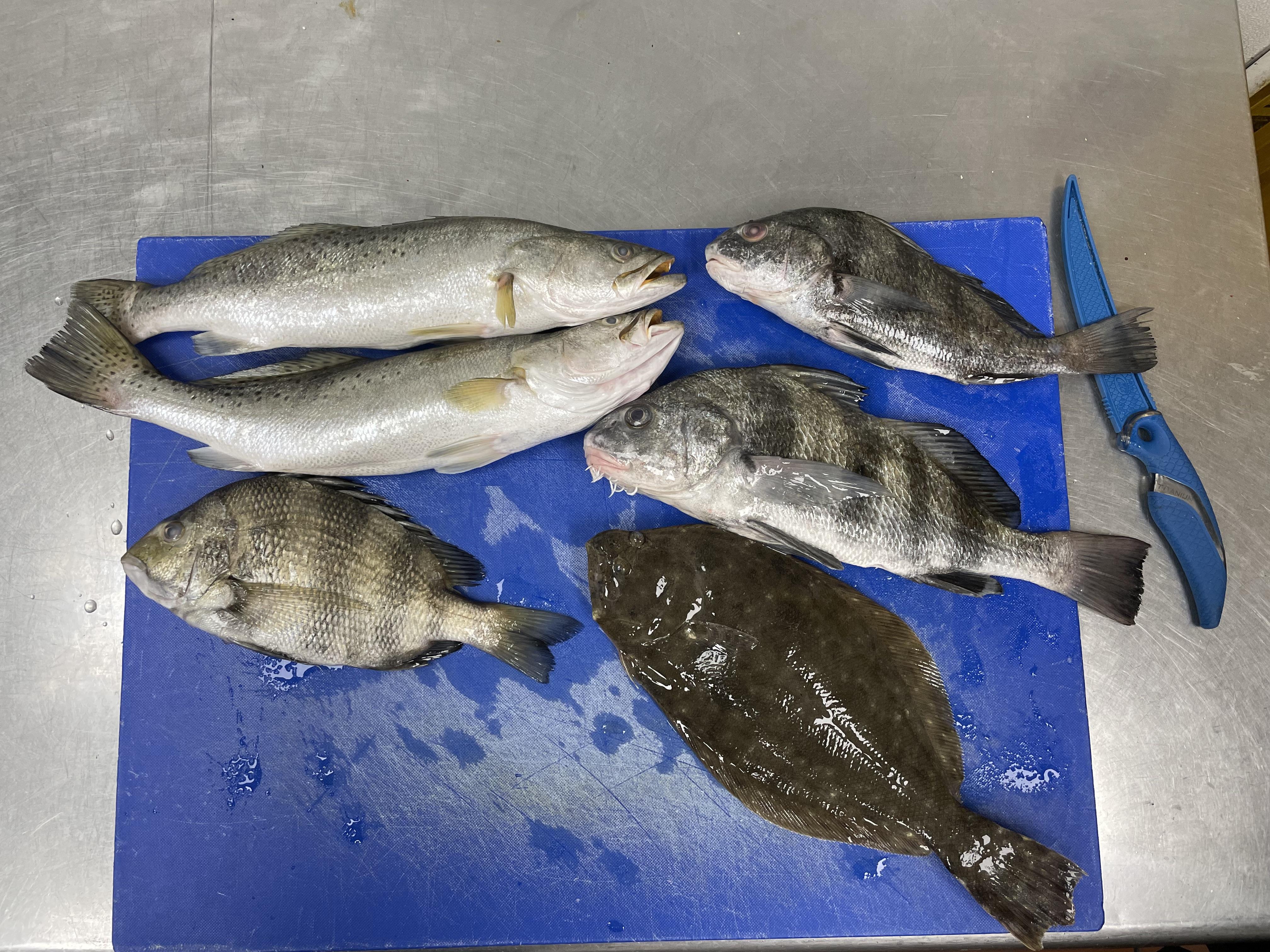 Todays haul. 1 flounder, 1 sheepshead, 2 specks and 2 black drum. | Scrolller