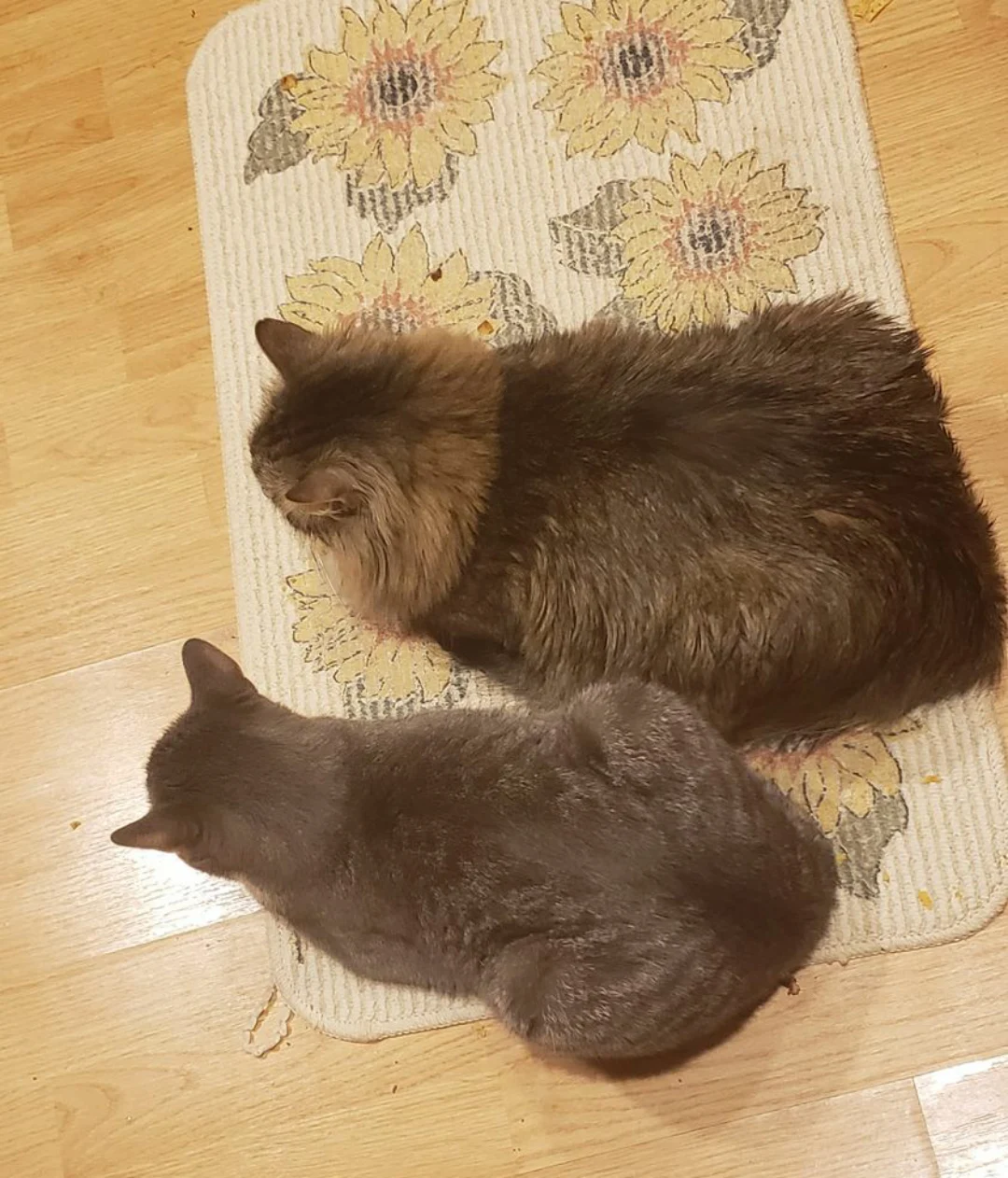 Double Loaf | Scrolller