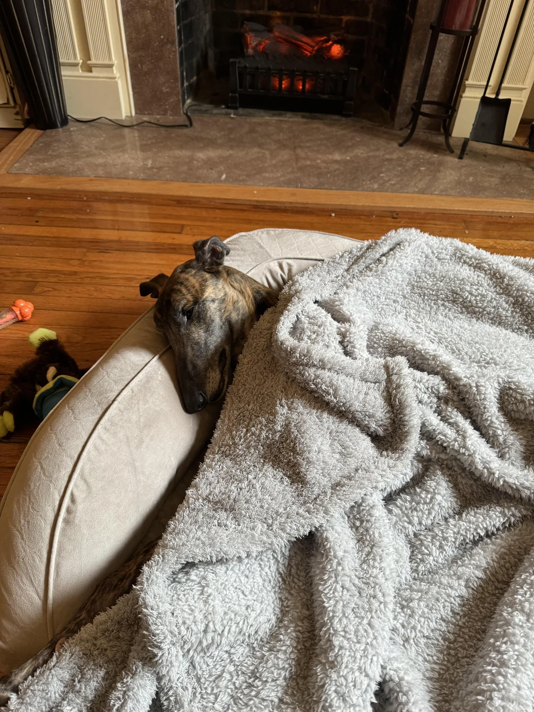 Discover more like Greyhounds: Spoiled boy😄 and Related Content | Scrolller