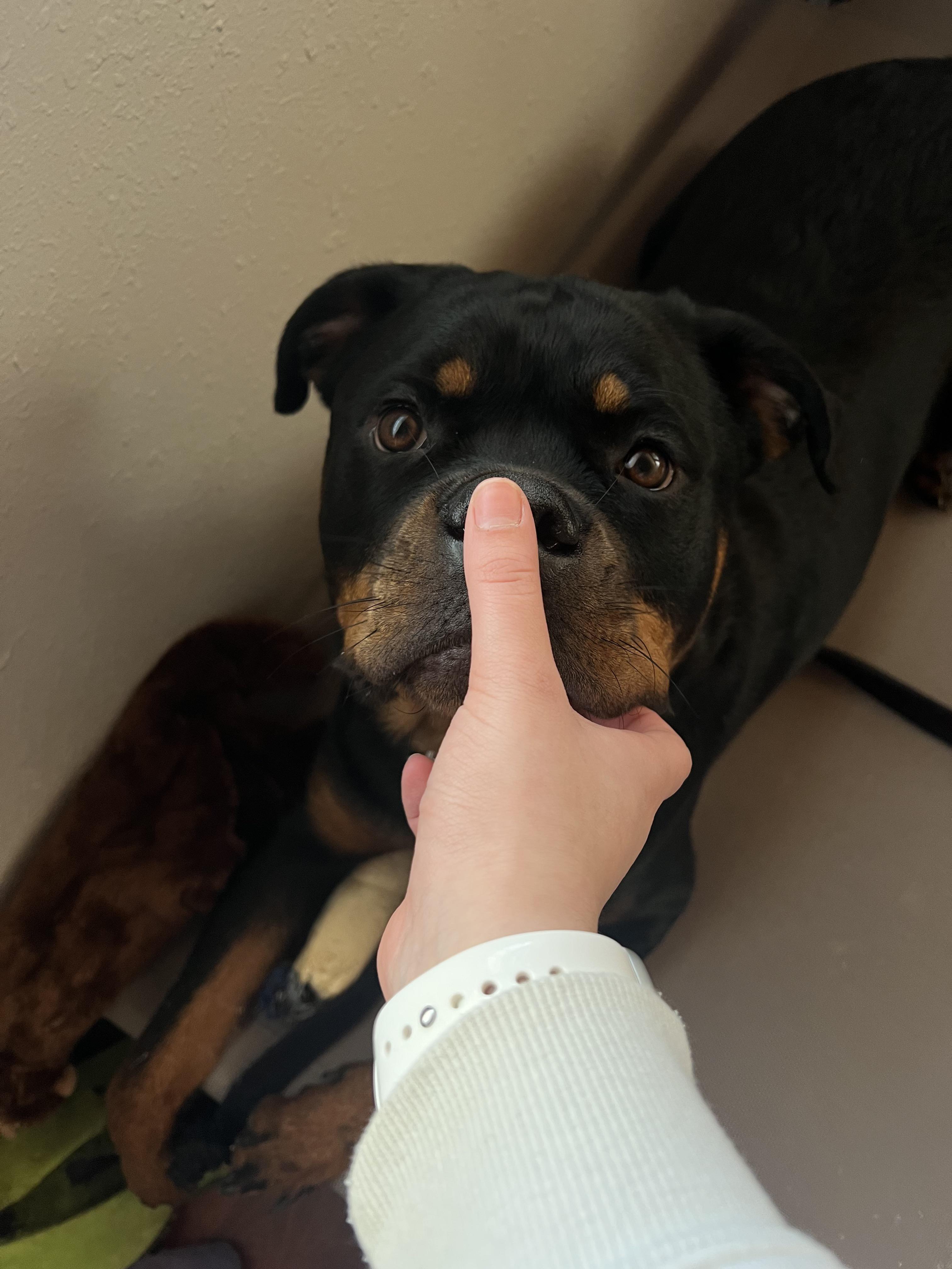 Princess Boop 👑 | Scrolller