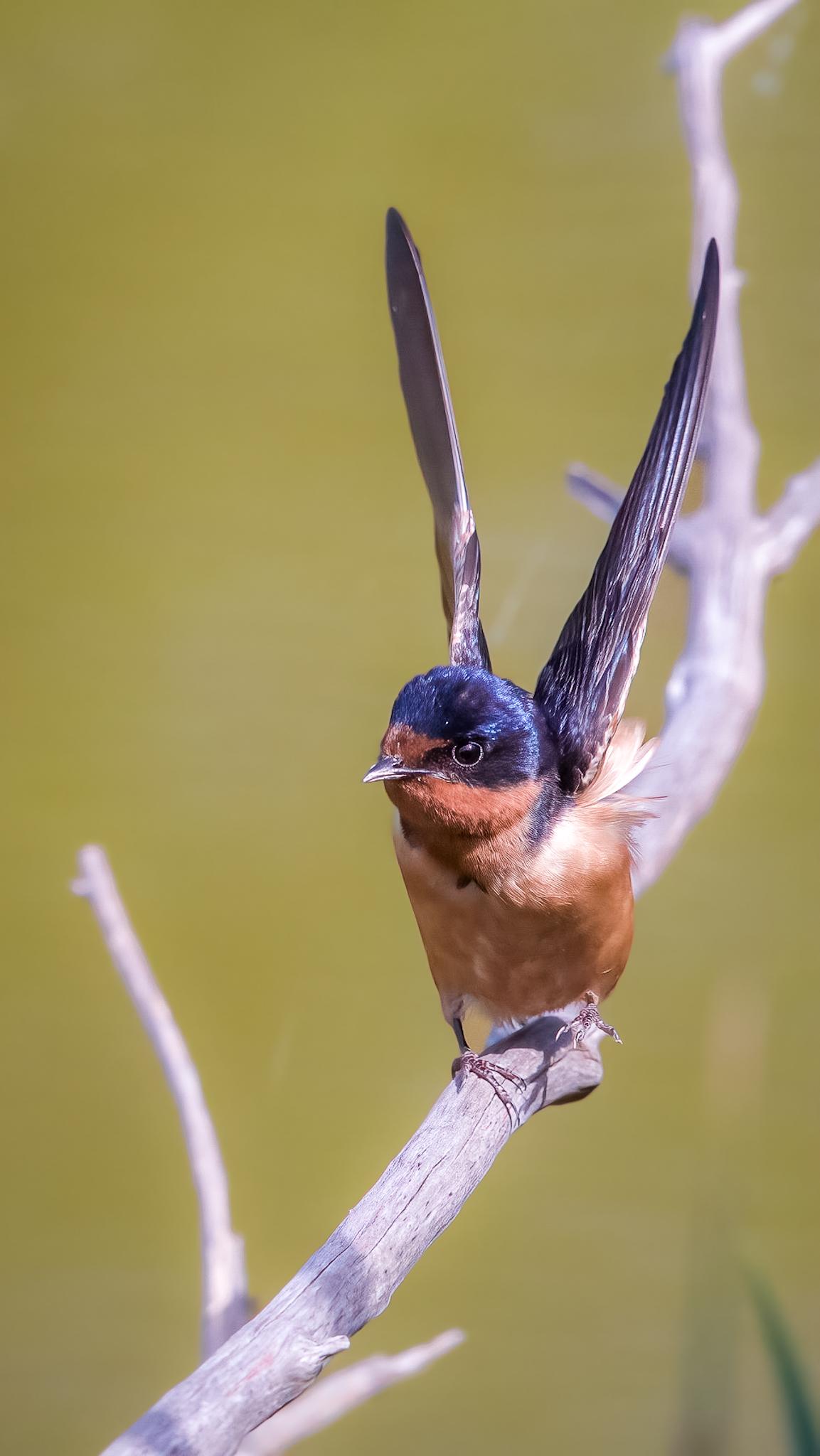 Can you make this bird look like its flying? | Scrolller