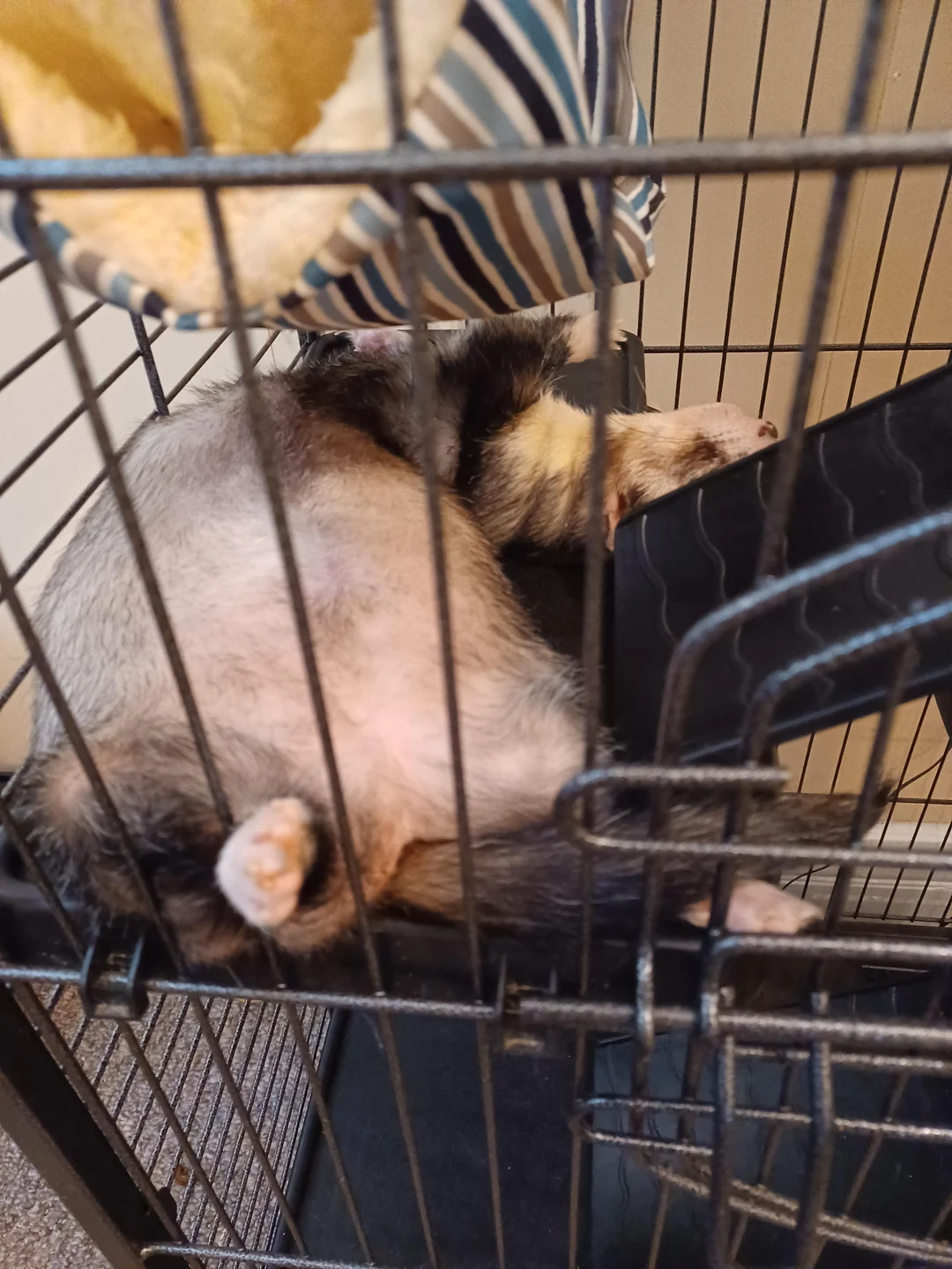 Discover more like Ferrets: Mochi sure knows all the comfortable positions to sleep in and ...