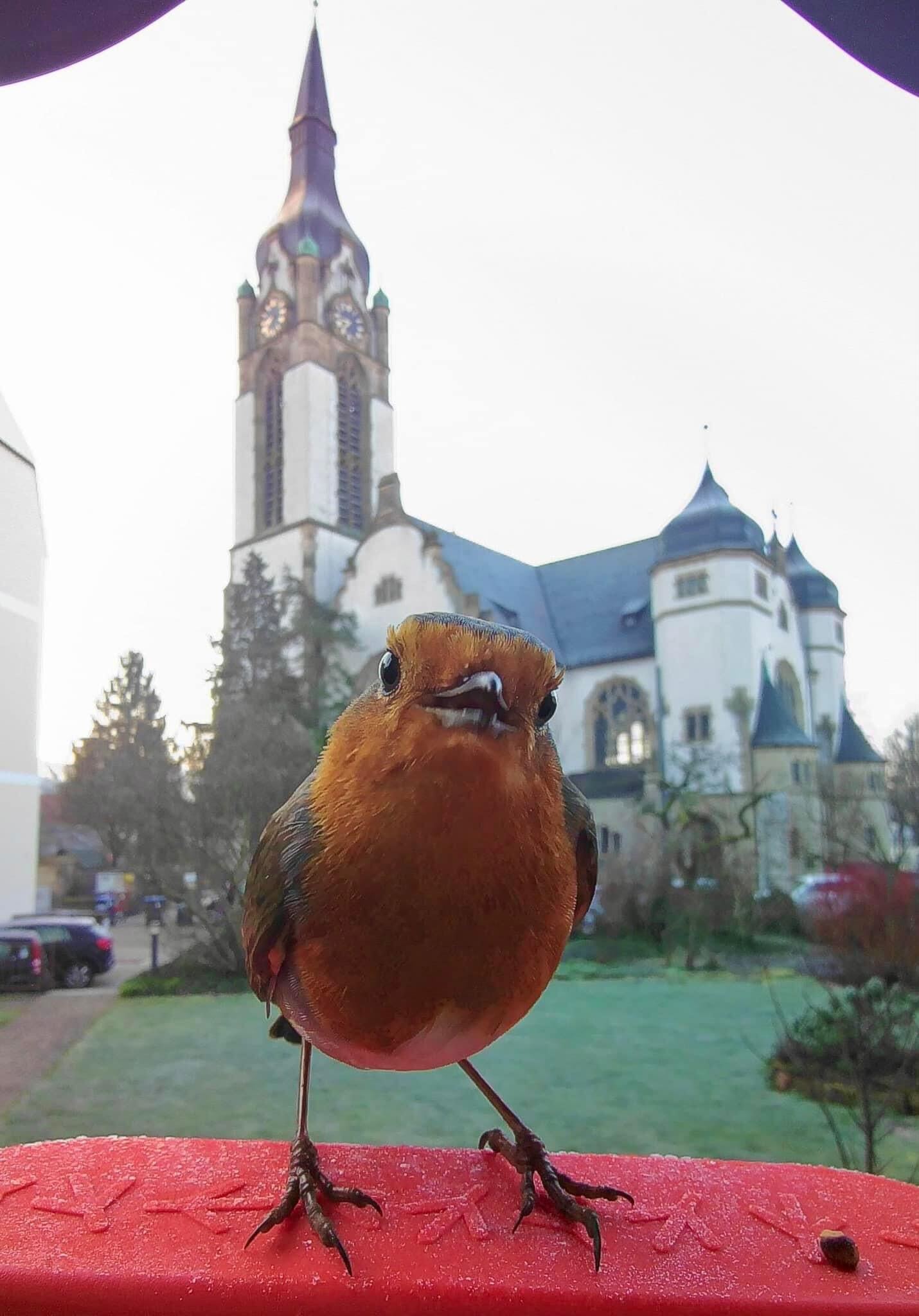 European Robin enjoying the architecture | Scrolller