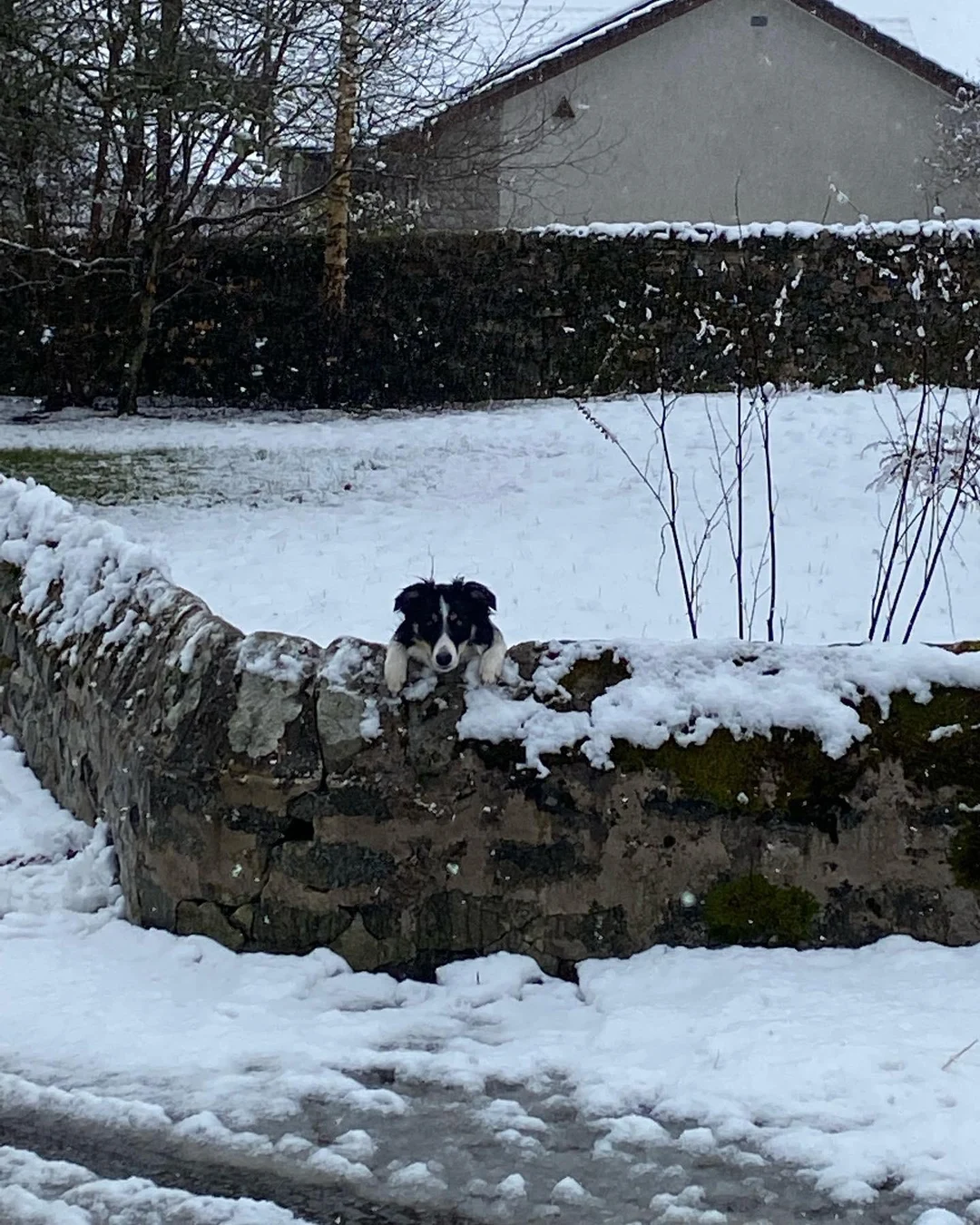 cute pupper in the snow | Scrolller