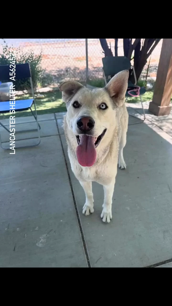 Last call! Young KEITH ticks all the right boxes for a ”dream-dog”. Needs a hero before Monday ...