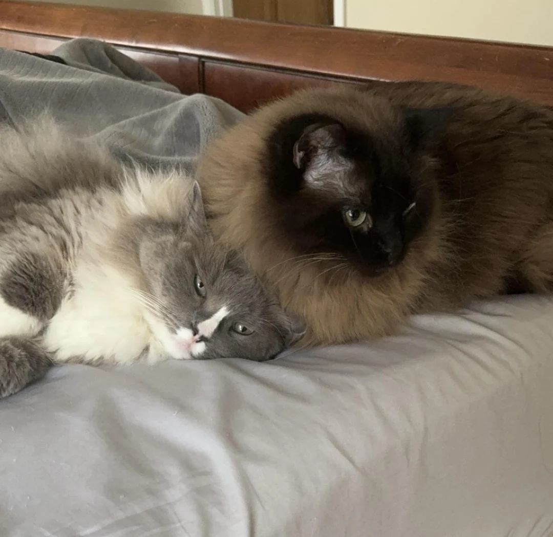 Discover more like Floof: Miles doesn’t understand personal space and Related Content | Scrolller