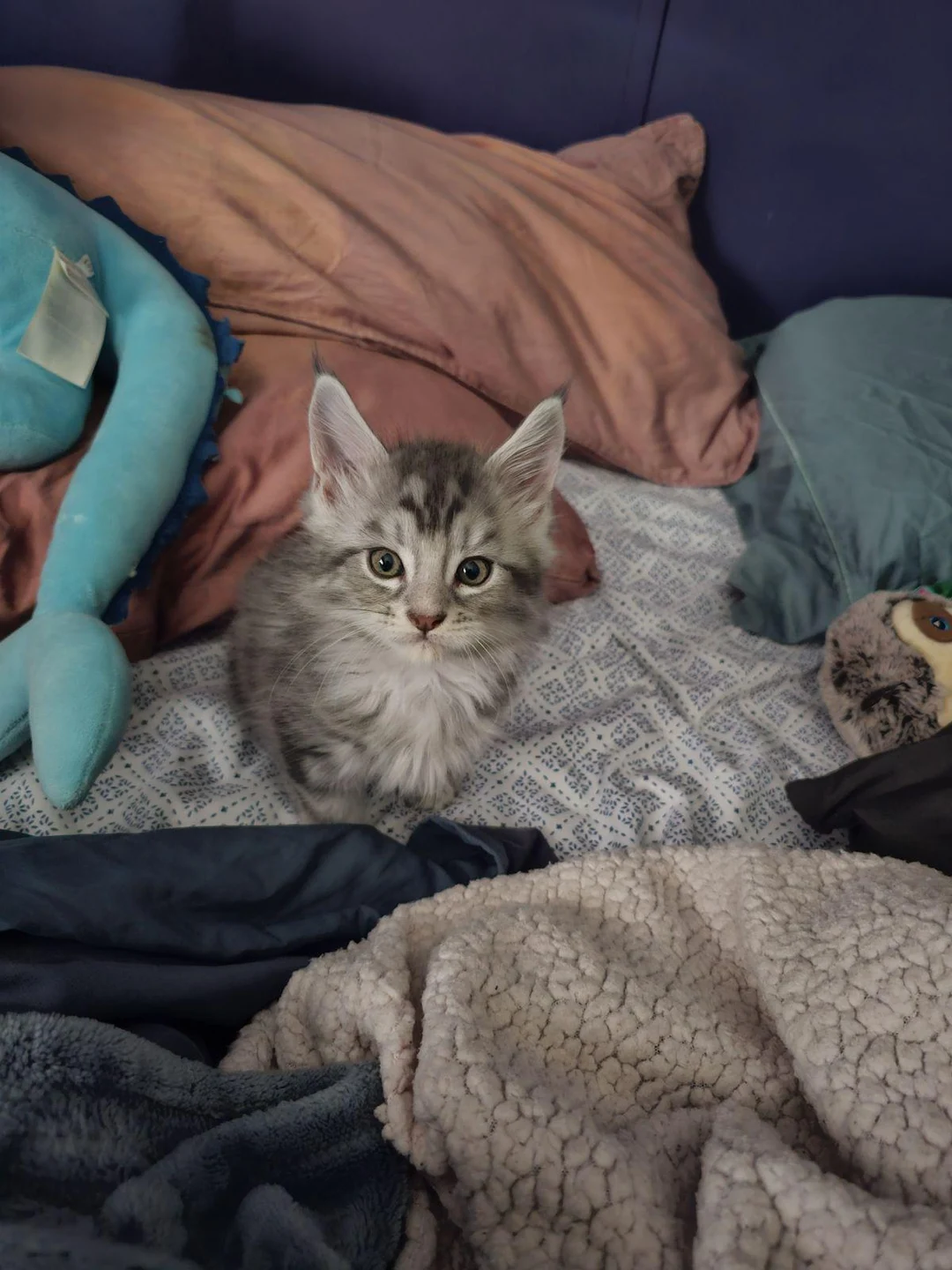 Meet Atlas | Scrolller