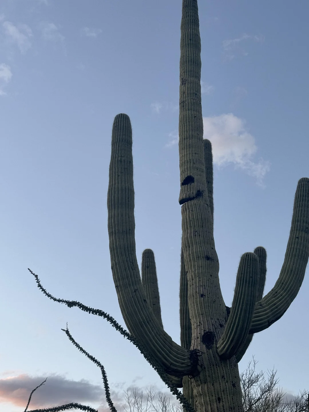 Oogieboogie cactus? | Scrolller