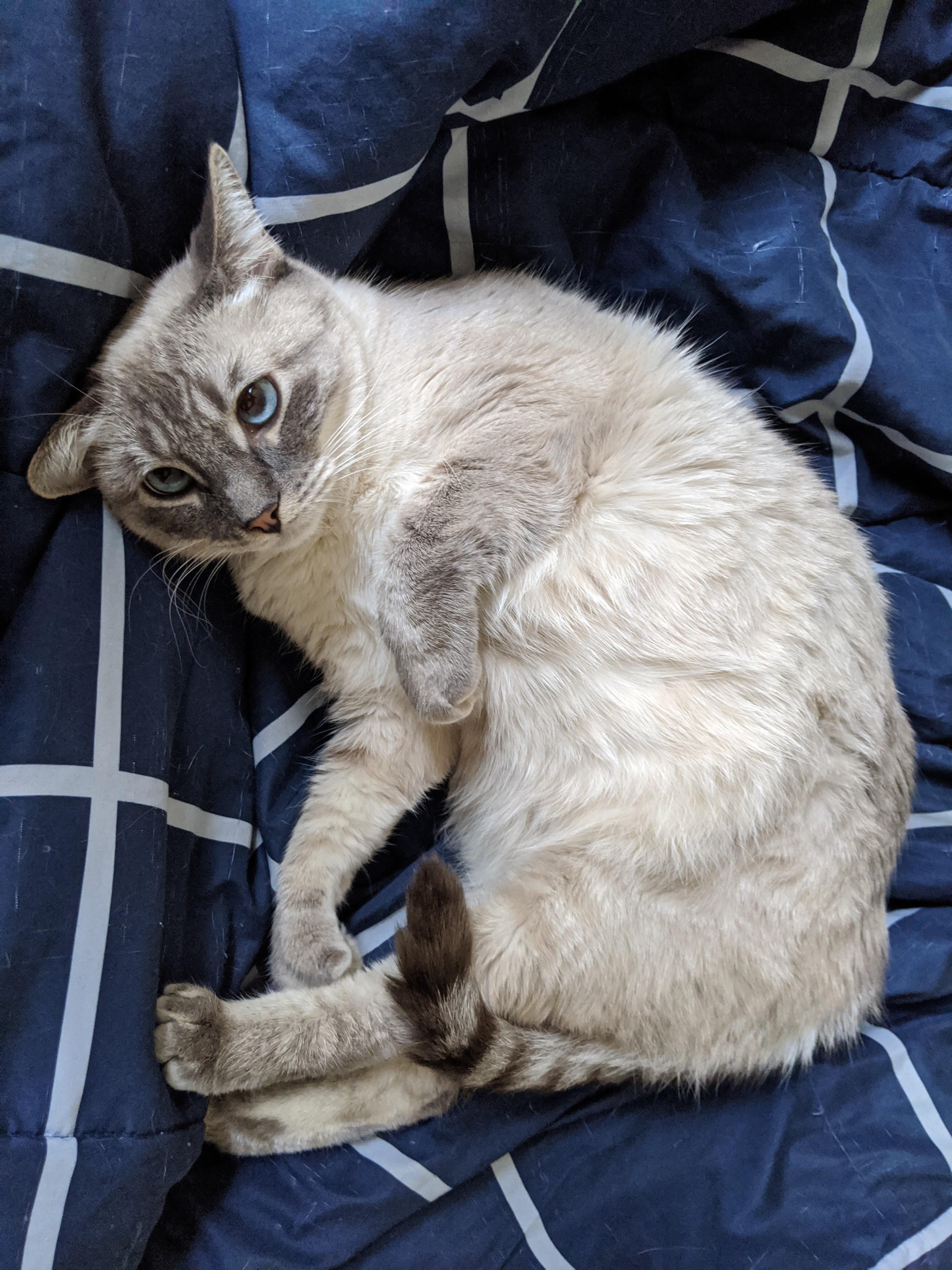 Sleepy floof | Scrolller