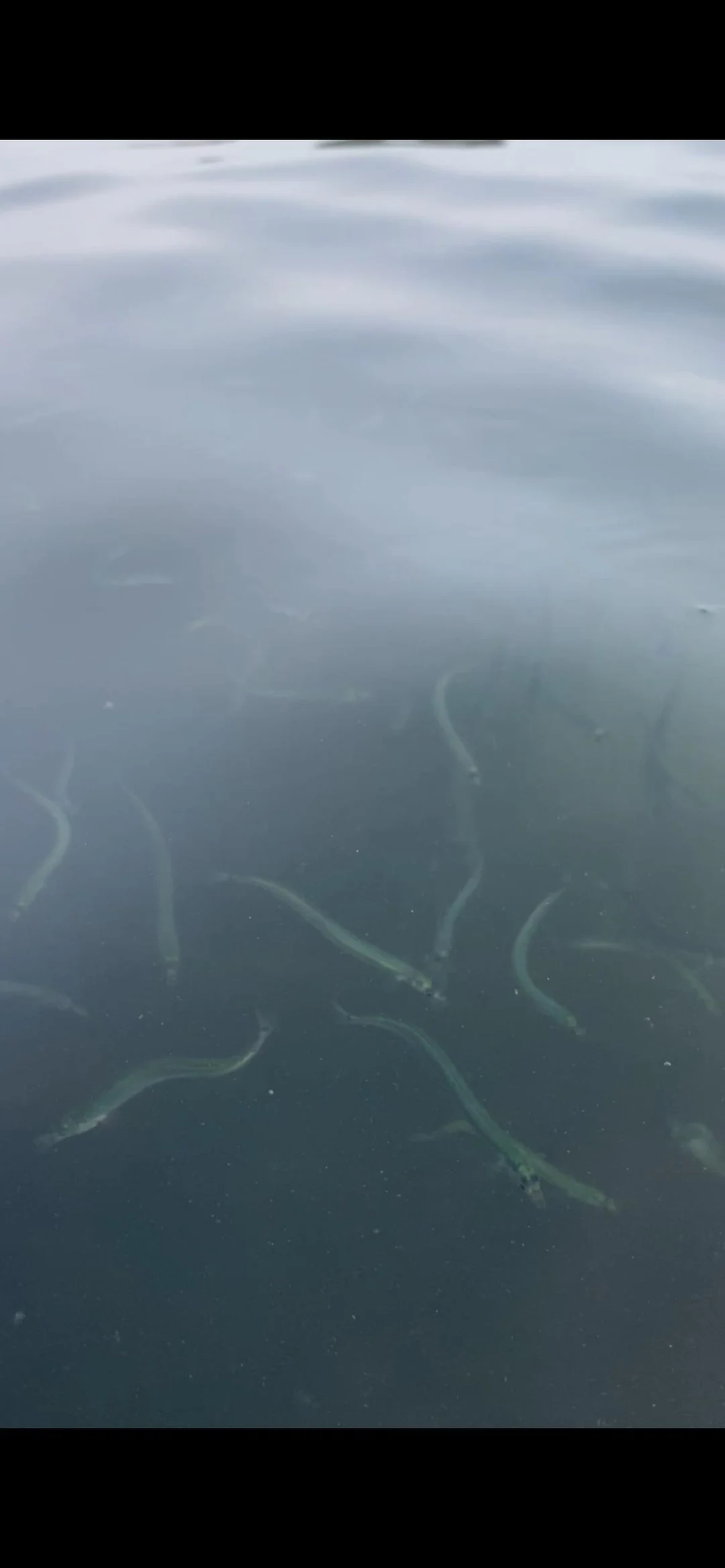 Help with fish identification? | Scrolller