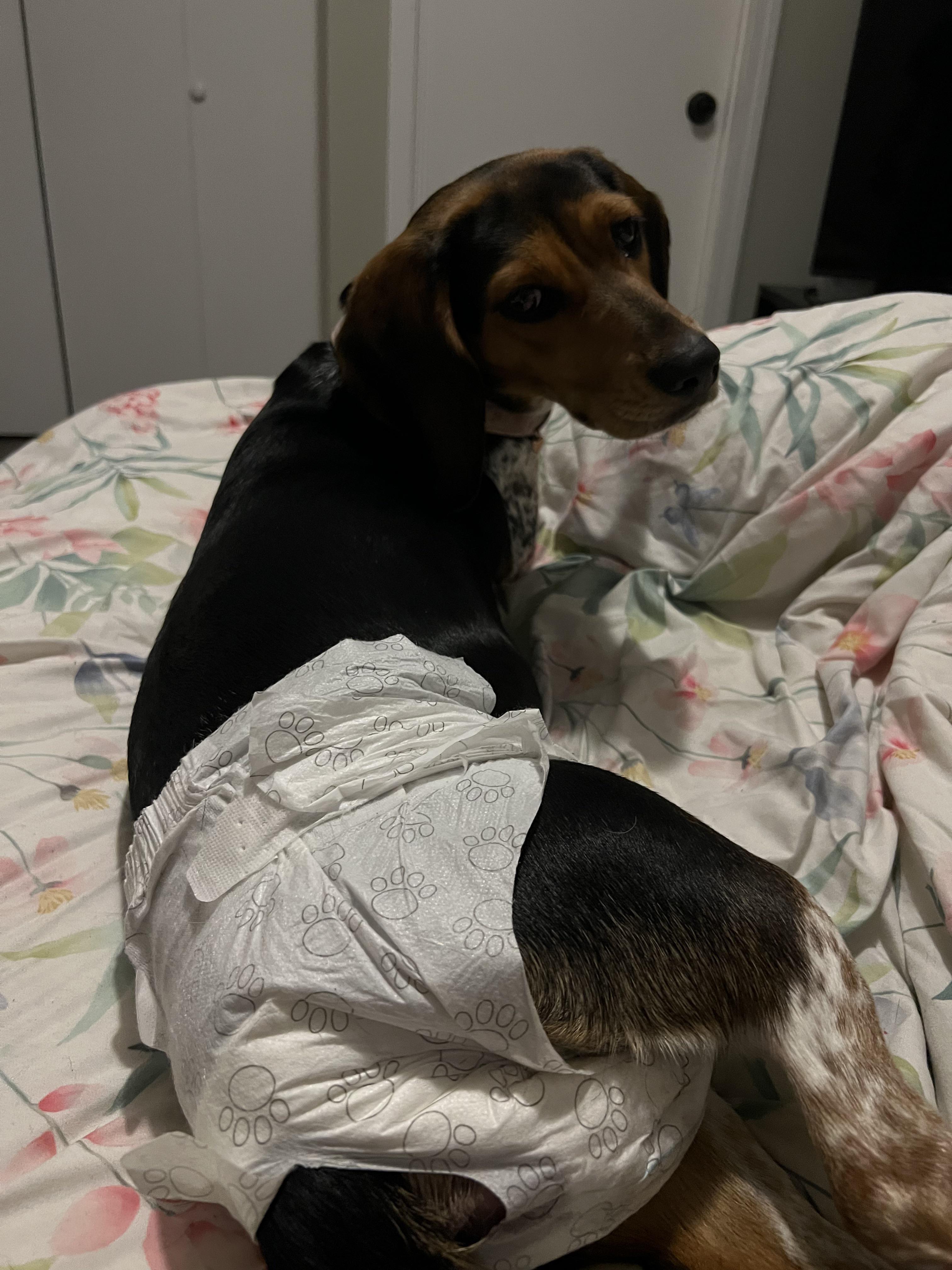 (OC) Cute lil diaper butt | Scrolller