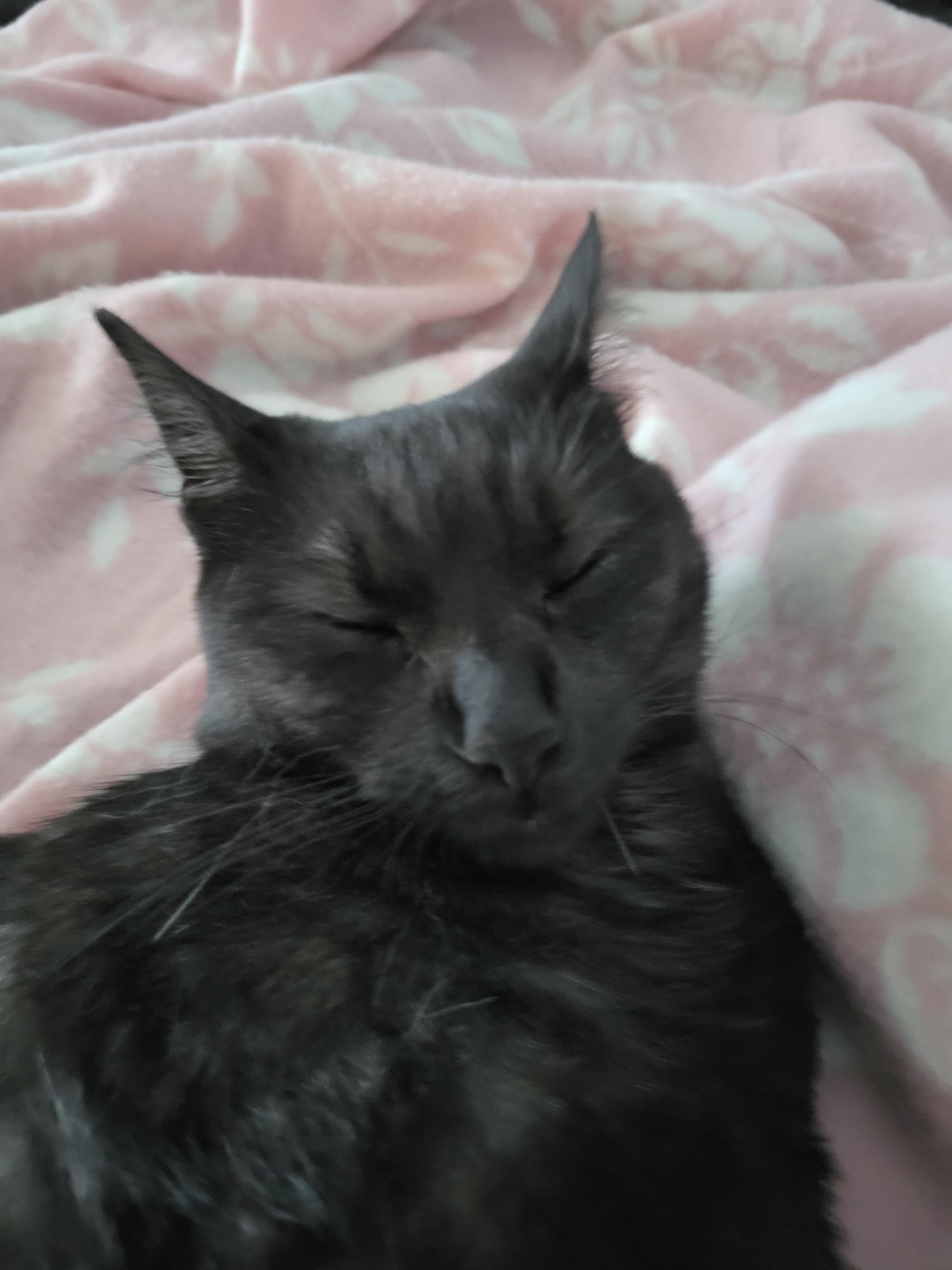 Sleep interrupted, engaging airplane mode. | Scrolller