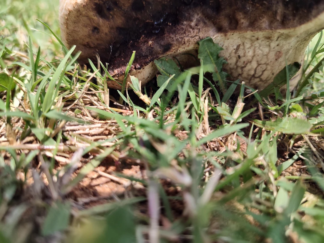 Gruesome looking underbelly😆 | Scrolller